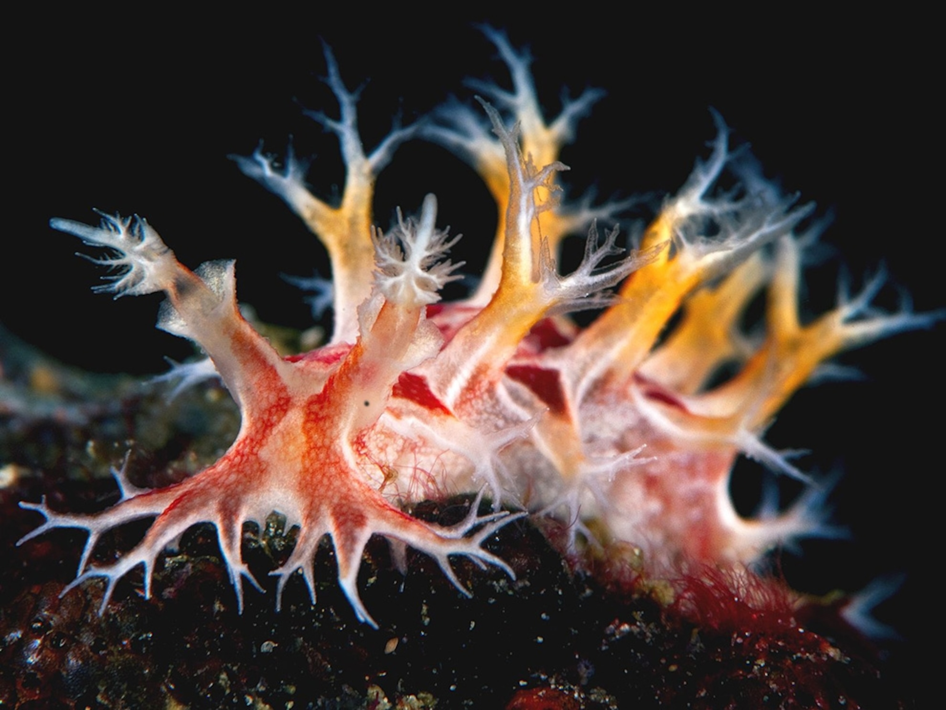 Nudibranchs