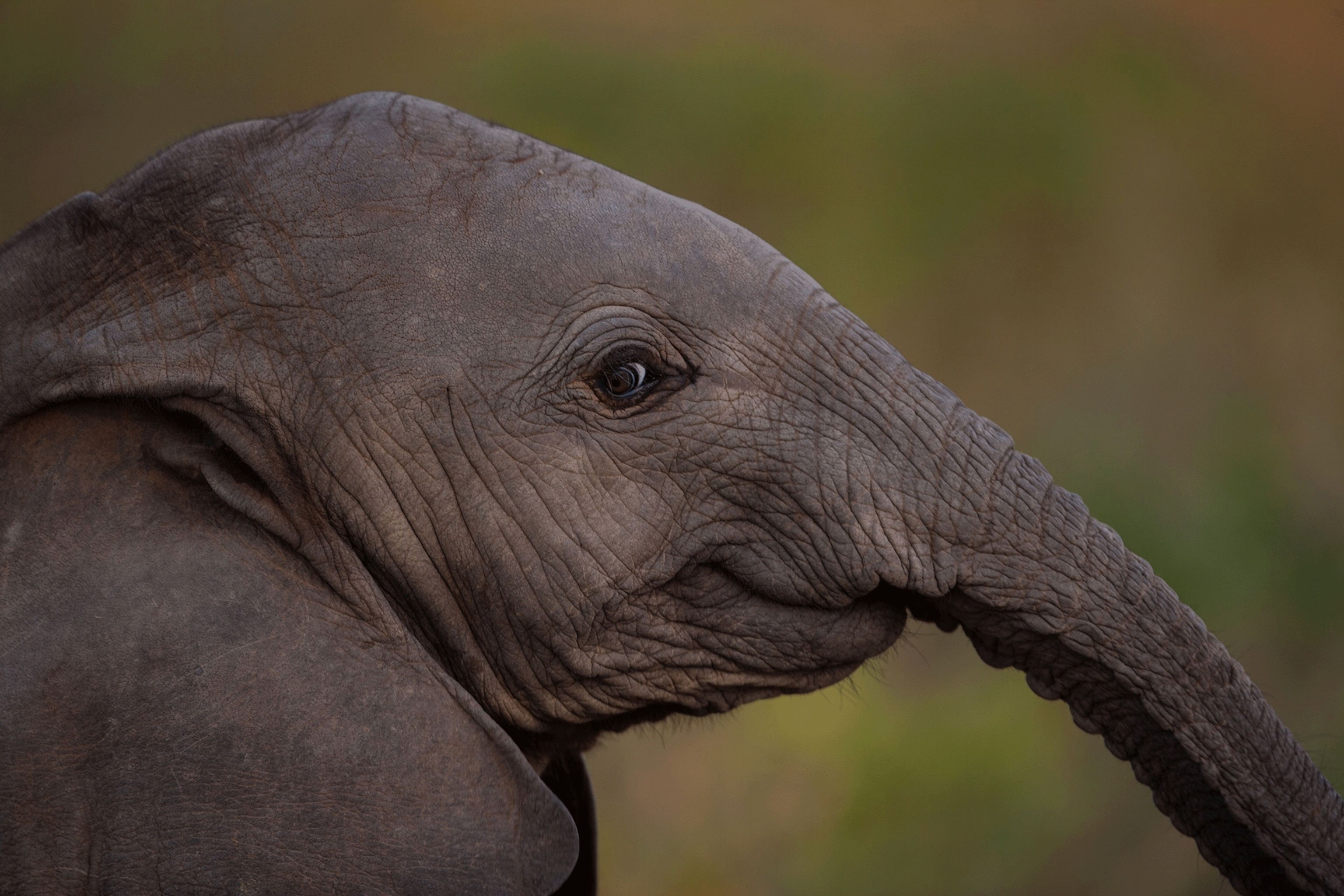 Where to see elephants ethically while traveling