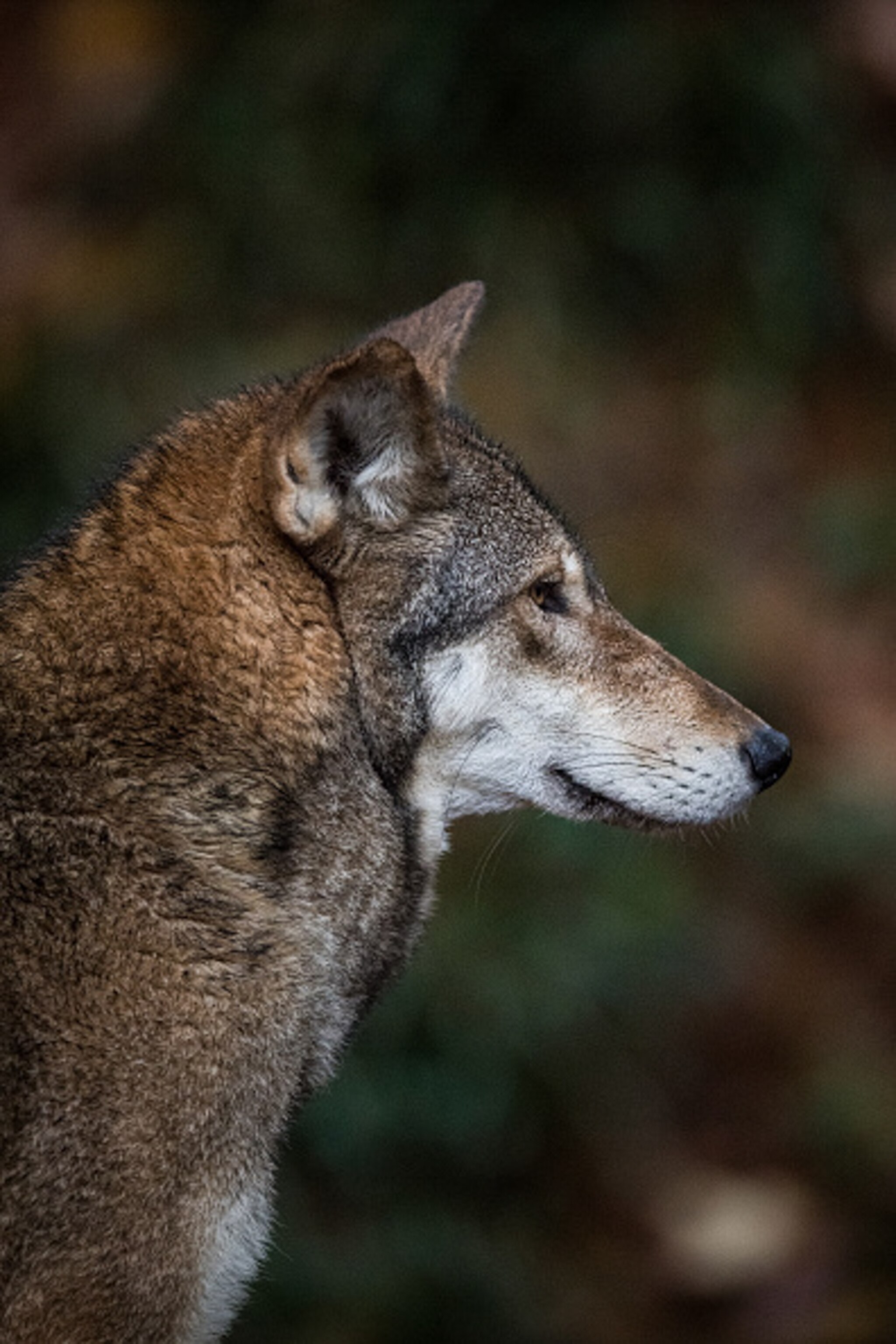8 red wolves released into wild provide hope for critically endangered ...