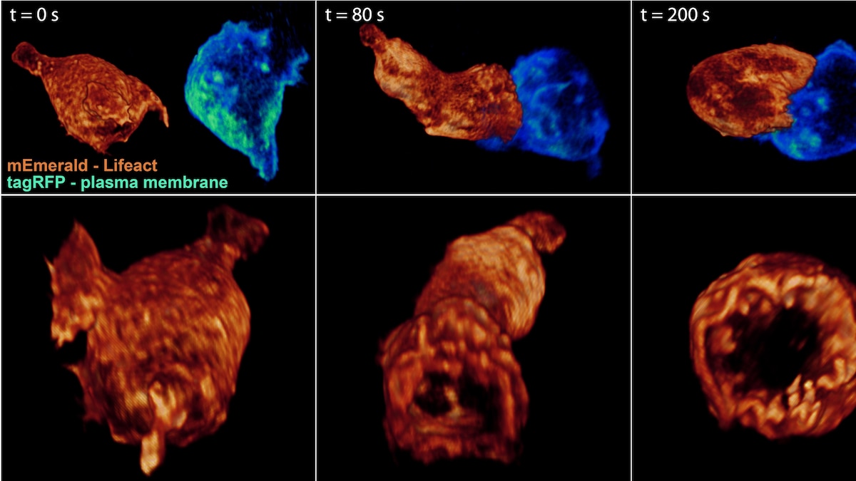 New Microscope Puts the Life Back in Biology (with Videos!) | National ...