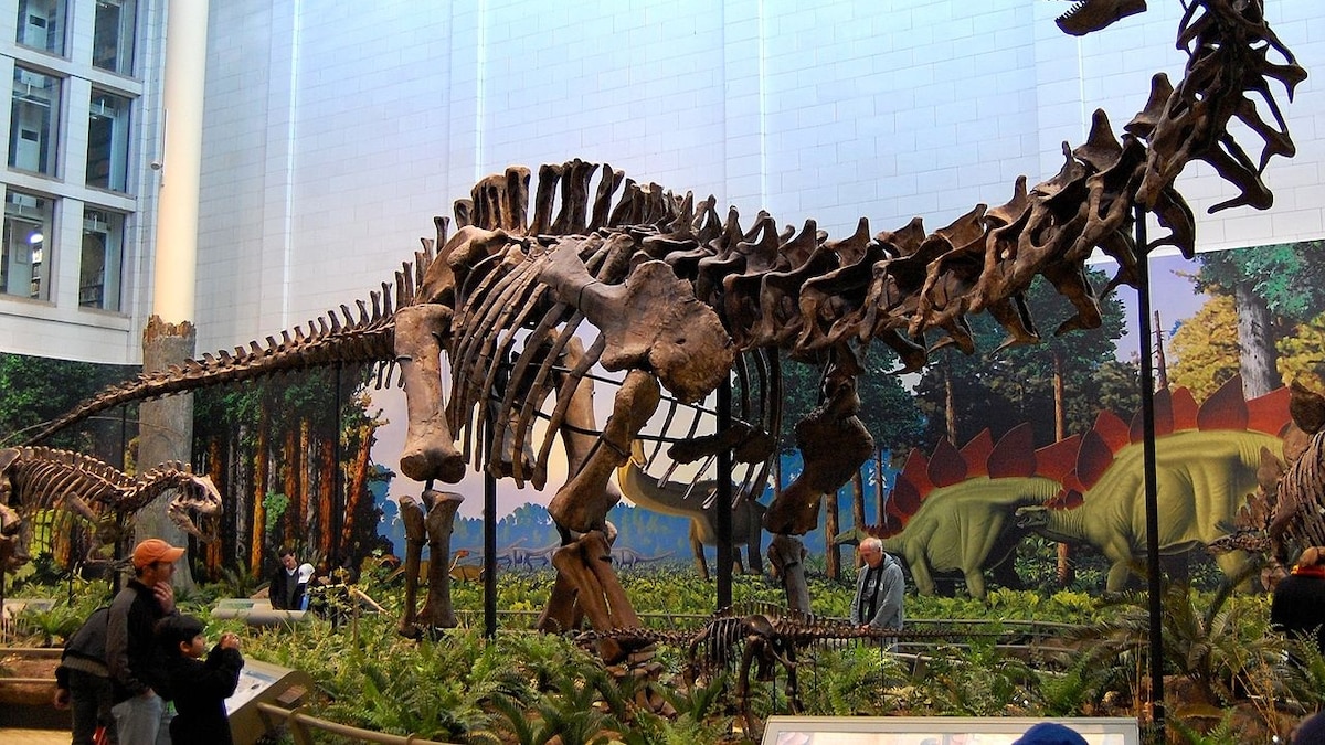 Museum of Western Colorado Unearths a Jurassic Record-Breaker ...