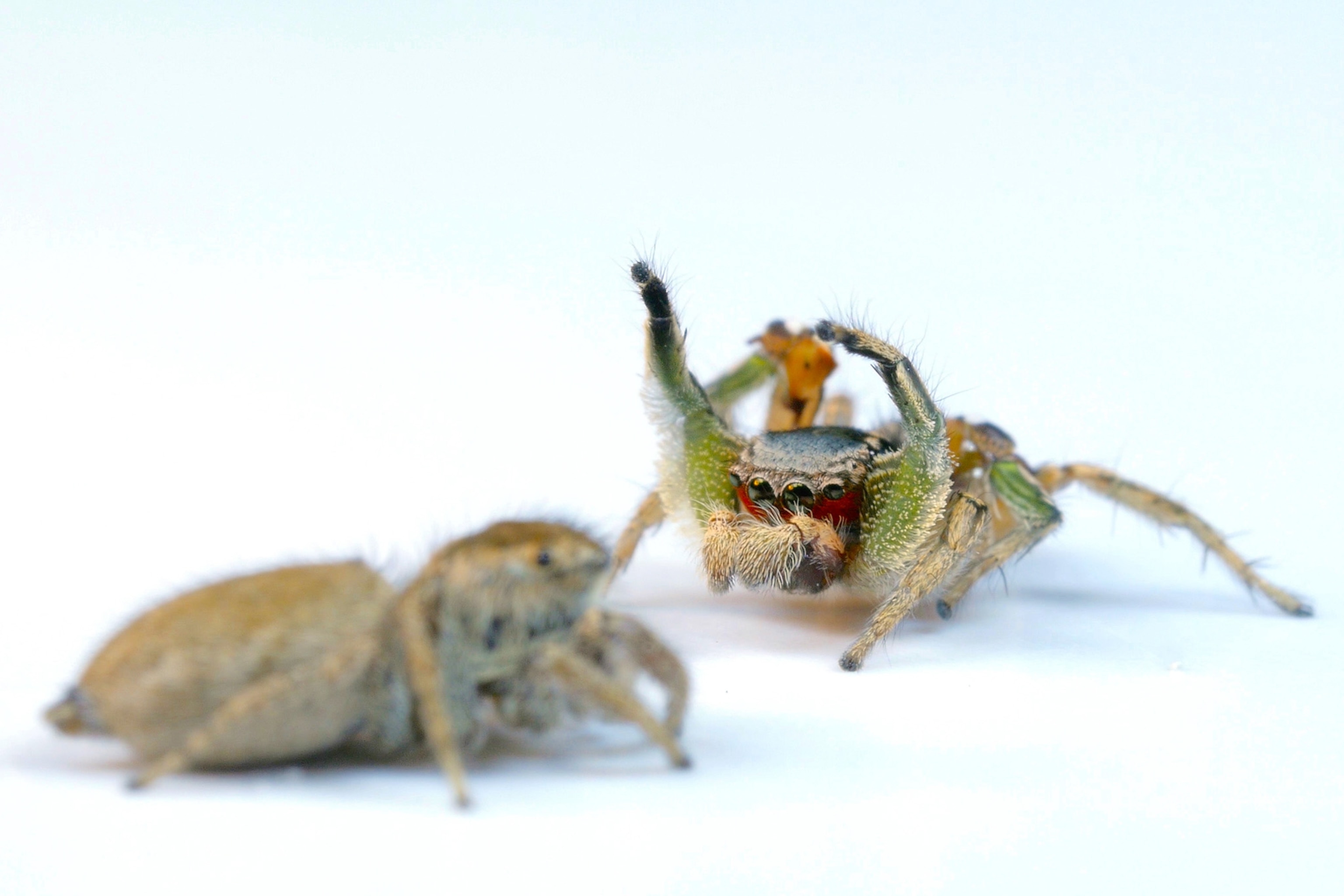 Surprise: Jumping Spiders Can See More Colors Than You Can