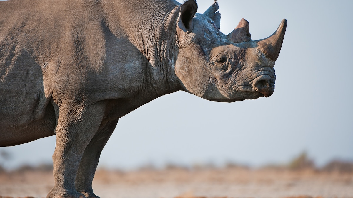 American's Bid to Take Home Rhino Head Stokes Hunting Debate | National ...