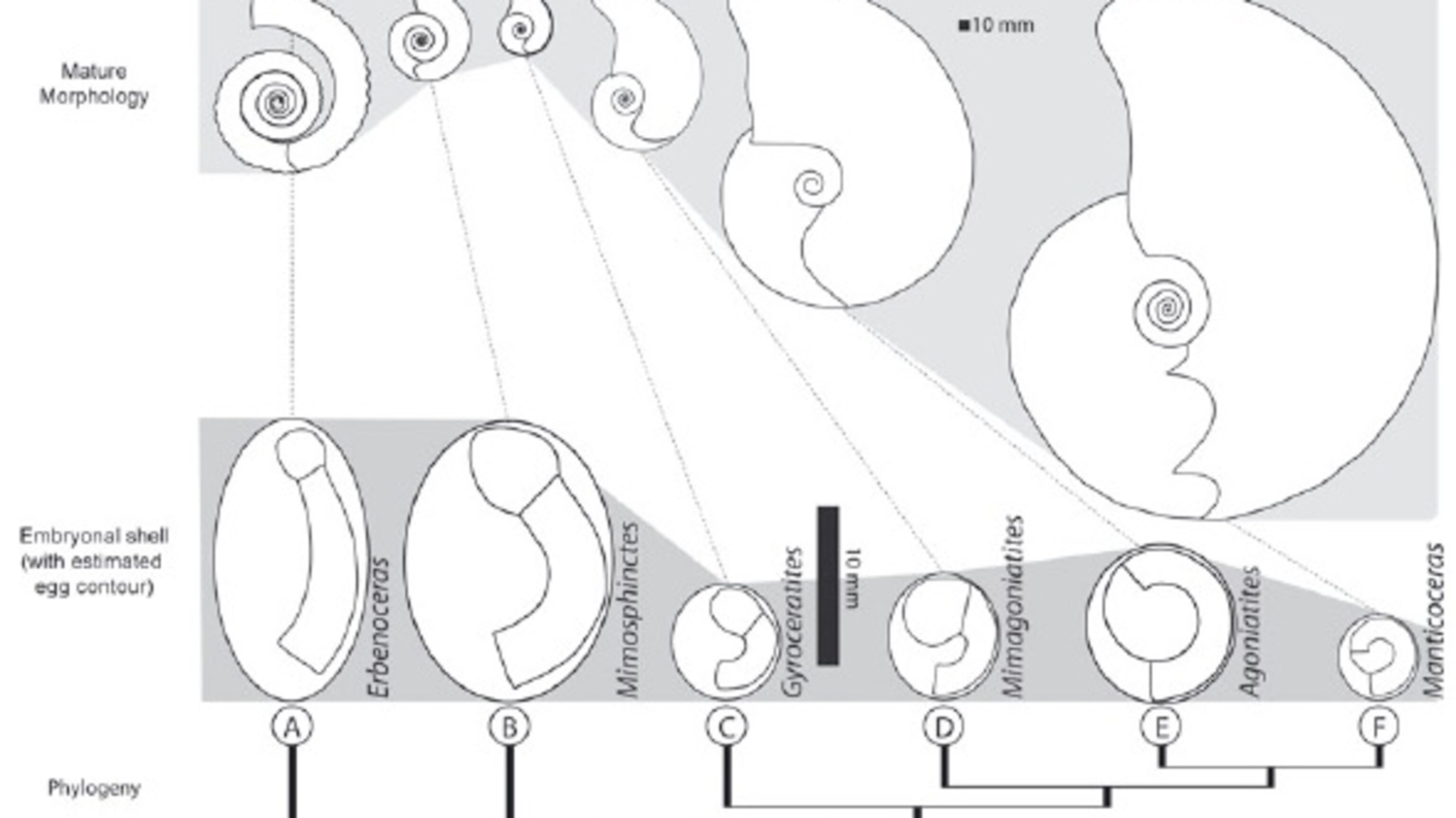 The Secret of Ammonoid Success