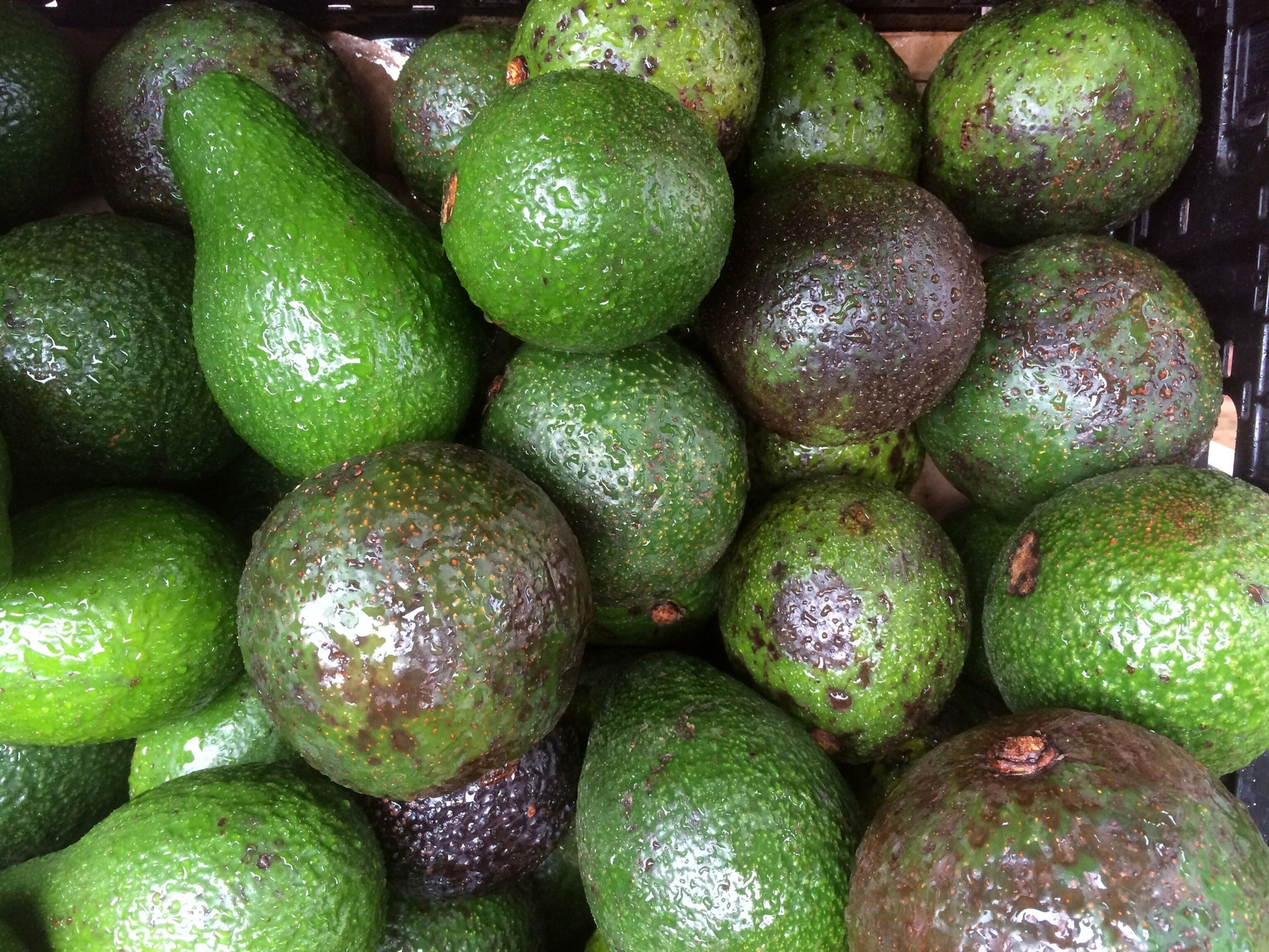How Hungry Humans Saved the Avocado