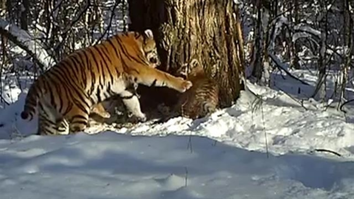 Watch: Tiger Mom Shows Cubs the Ropes in Rare Video | National Geographic