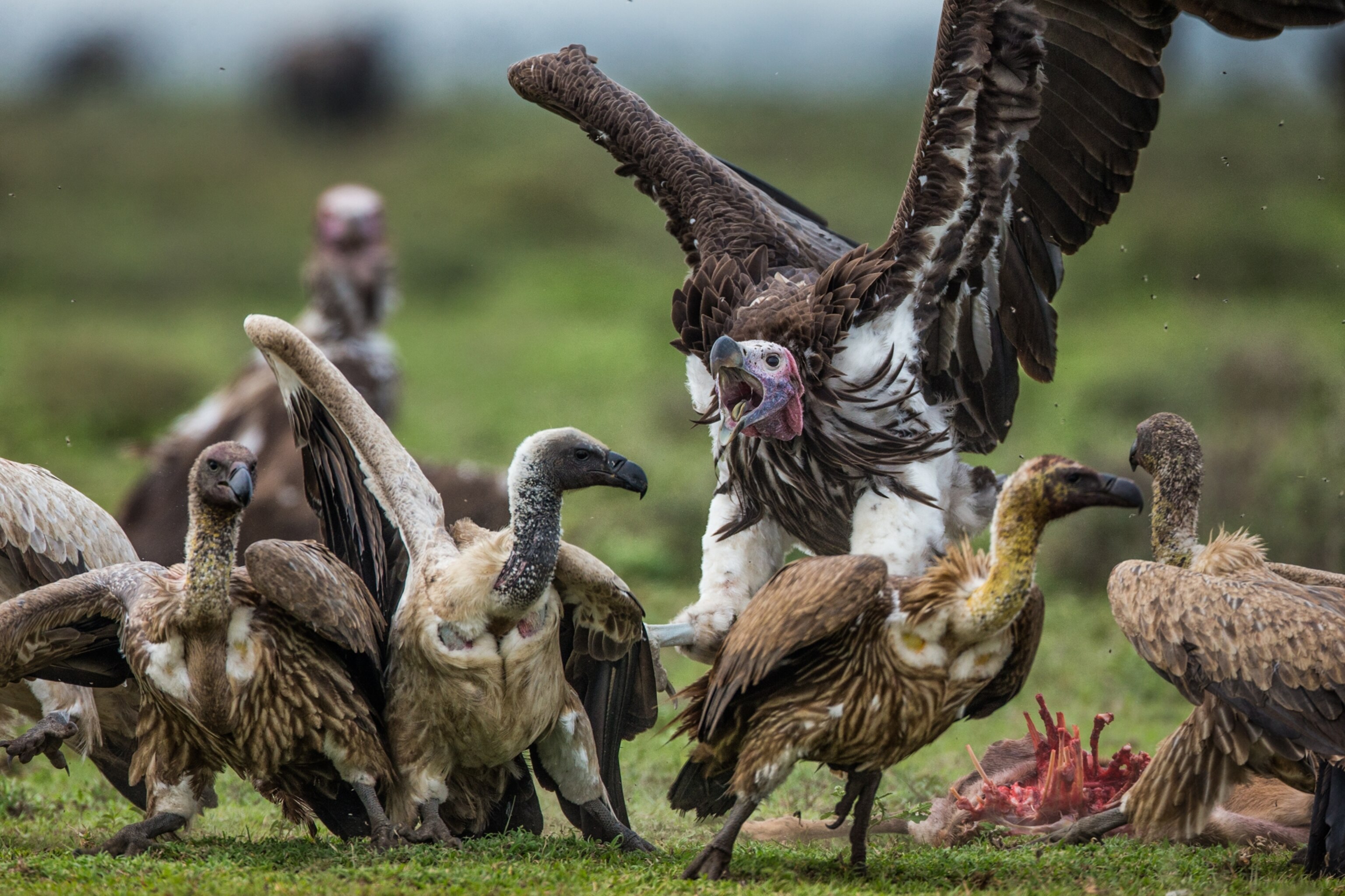 Vultures Are Revolting. Here’s Why We Need to Save Them.