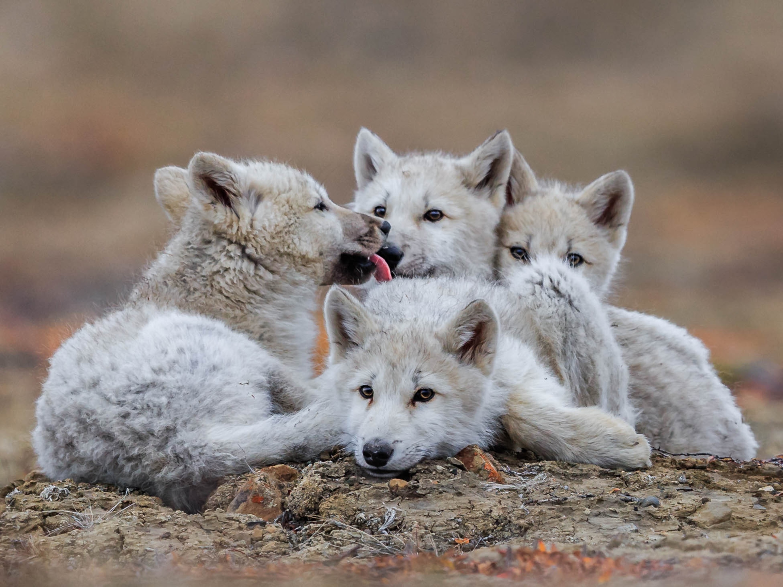 These animals live in the coldest places on Earth