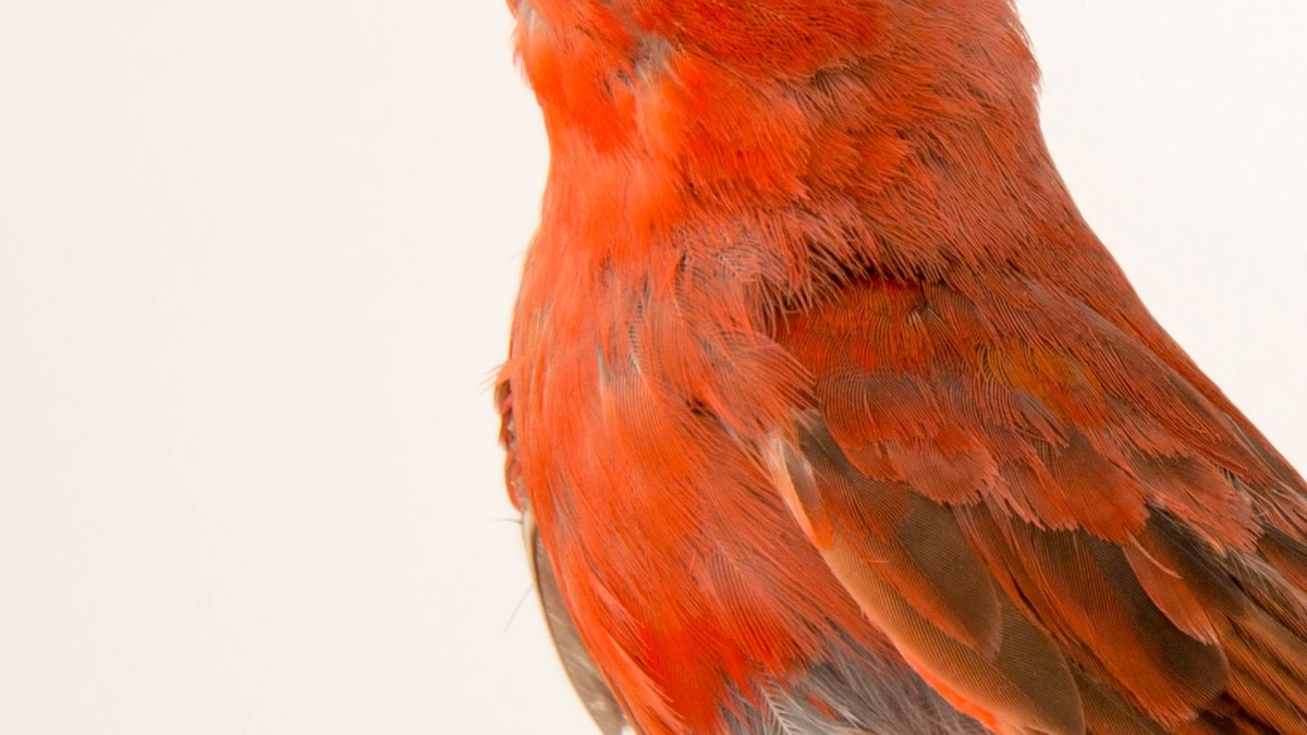 Summer Tanager | National Geographic | National Geographic