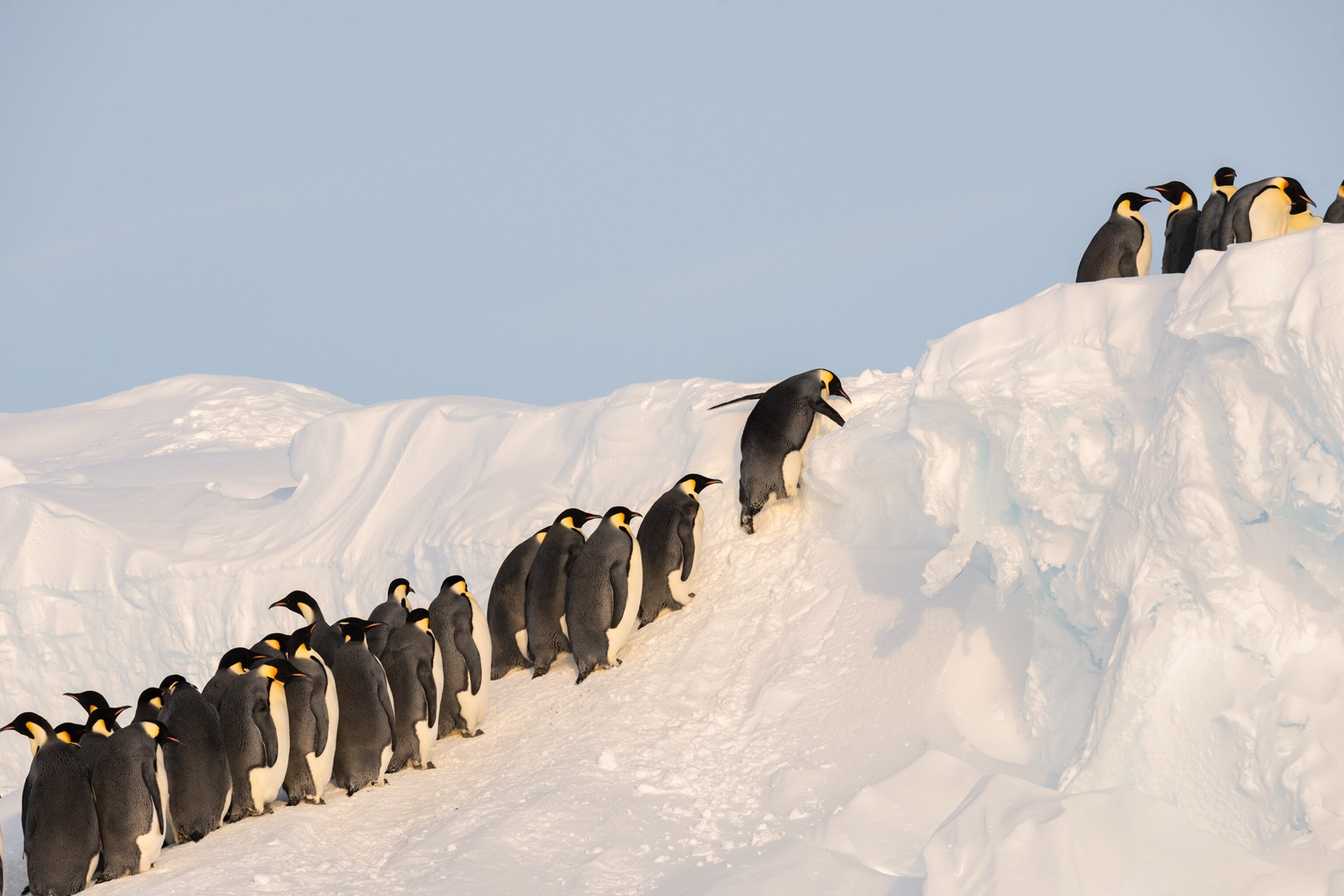 As ice melts, emperor penguins march toward extinction