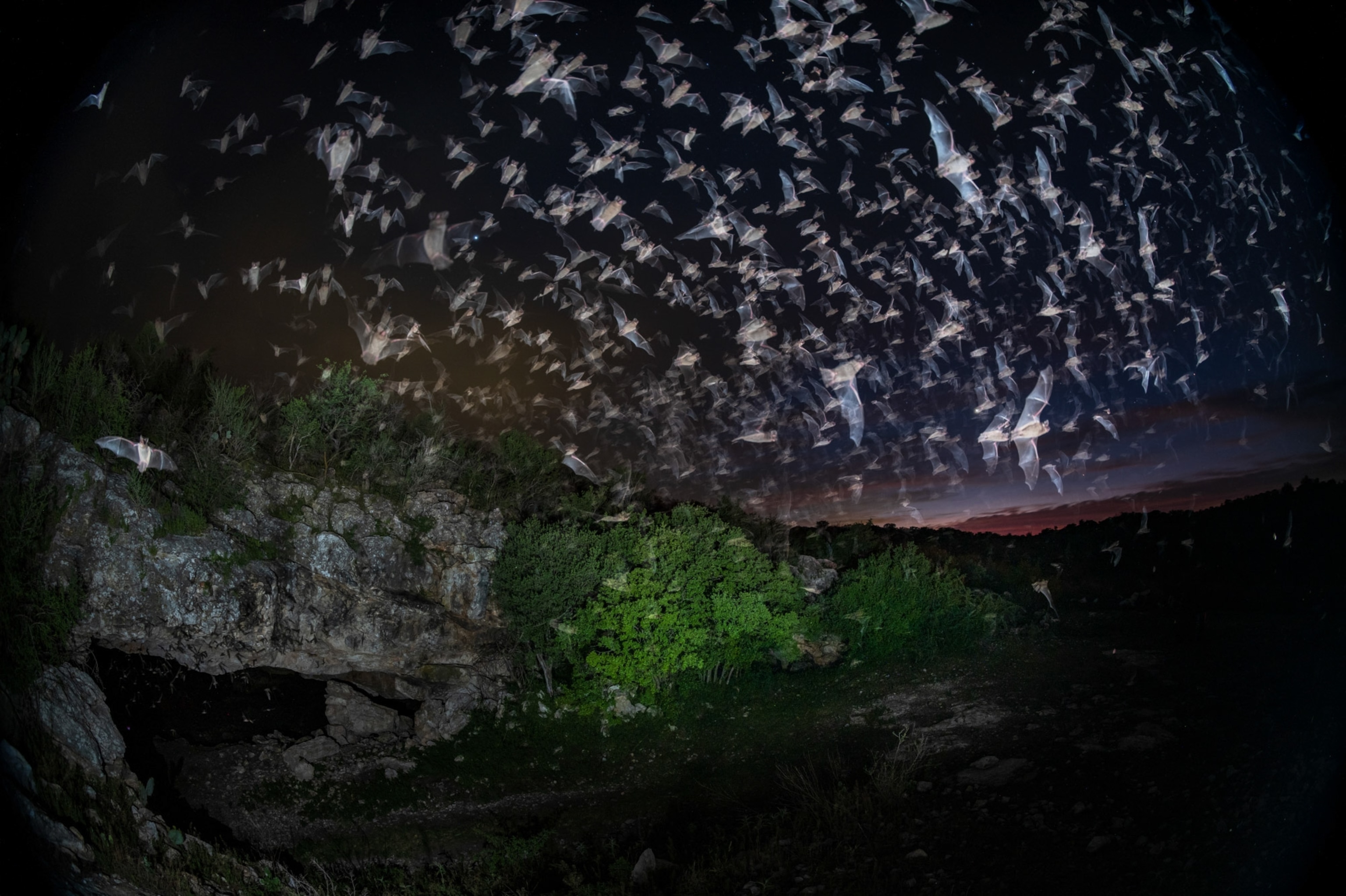 Do bats take flight during a total solar eclipse?