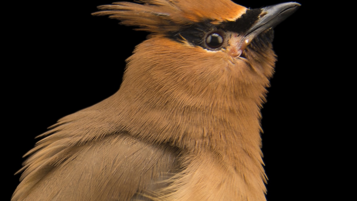 Cedar Waxwing | National Geographic | National Geographic