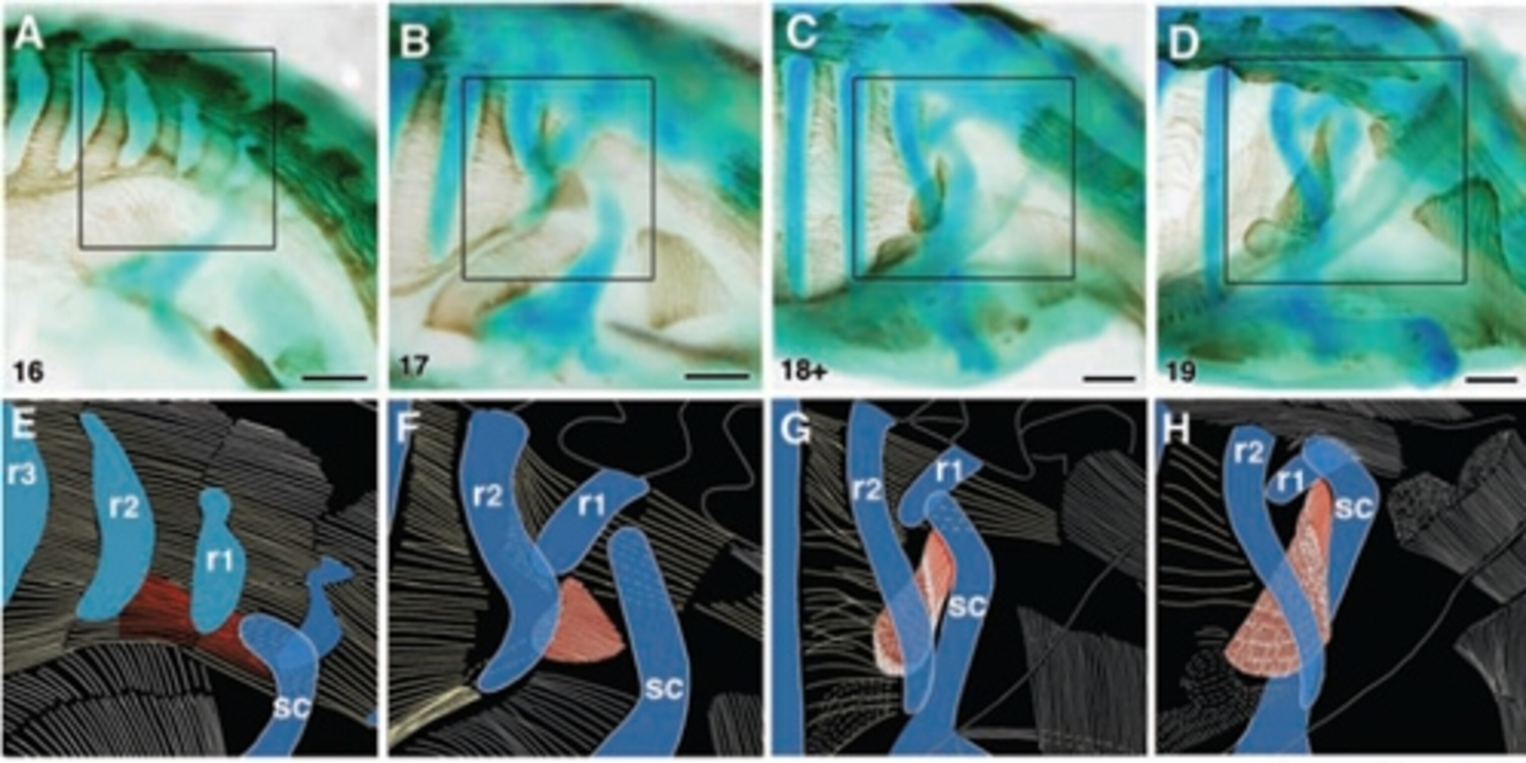 How the turtle got its shell through skeletal shifts and muscular origami