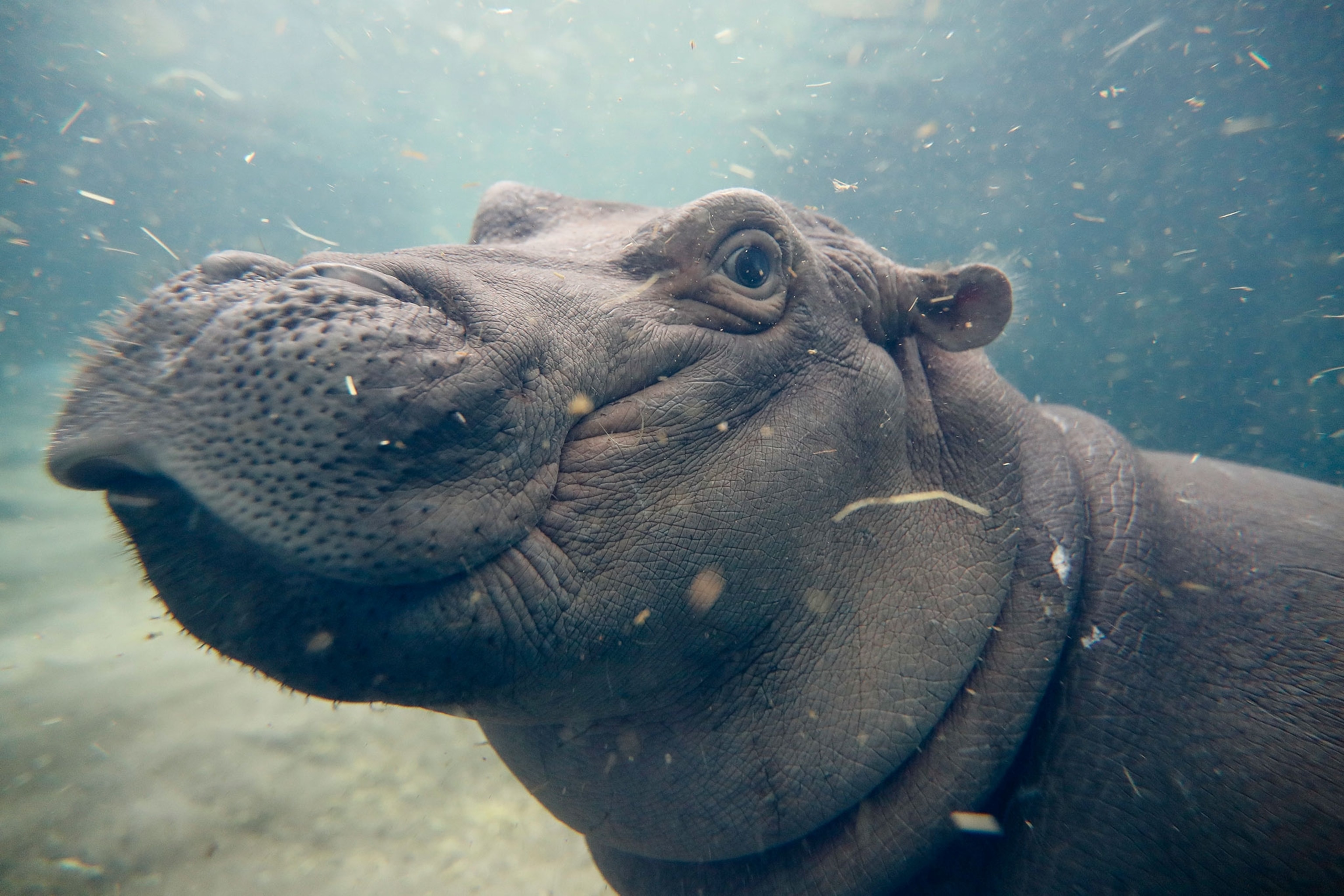Cincinnati Zoo's Famous Baby Hippo Fiona—Everything You Need to Know