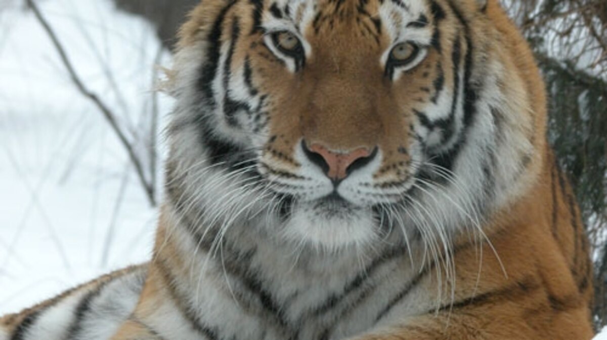 News: Tiger Conservation Gets $2.8 Million in Funding From WCS and ...
