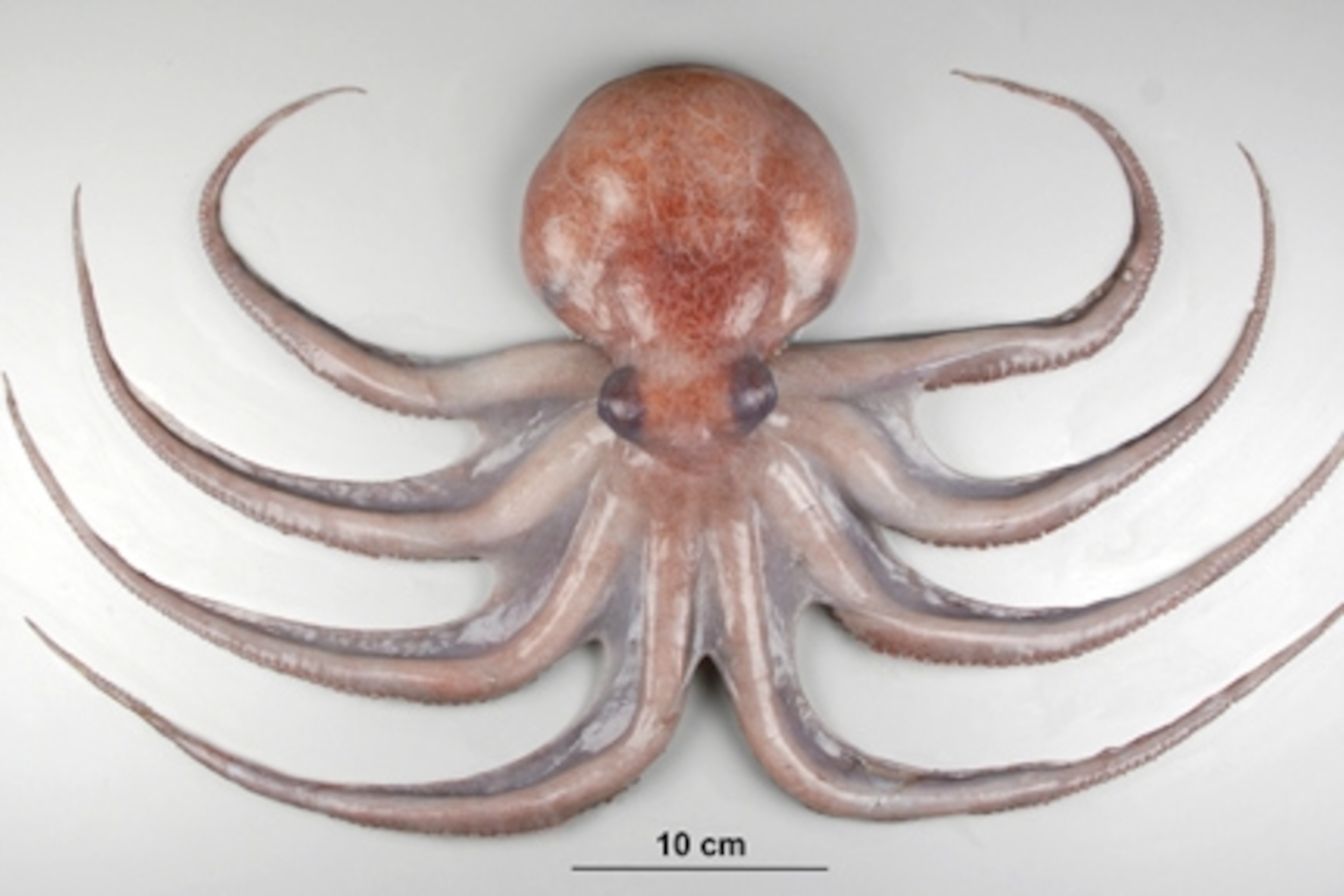 Giant, Unknown Animals Found off Antarctica