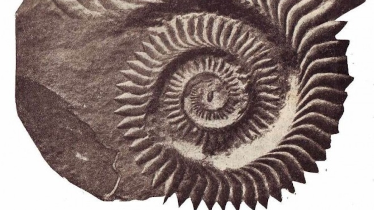 Unraveling the Nature of the Whorl-Toothed Shark | National Geographic