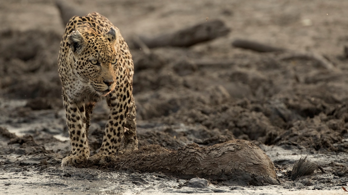 A Lioness Killing a Leopard Cub Floored These Filmmakers | National ...