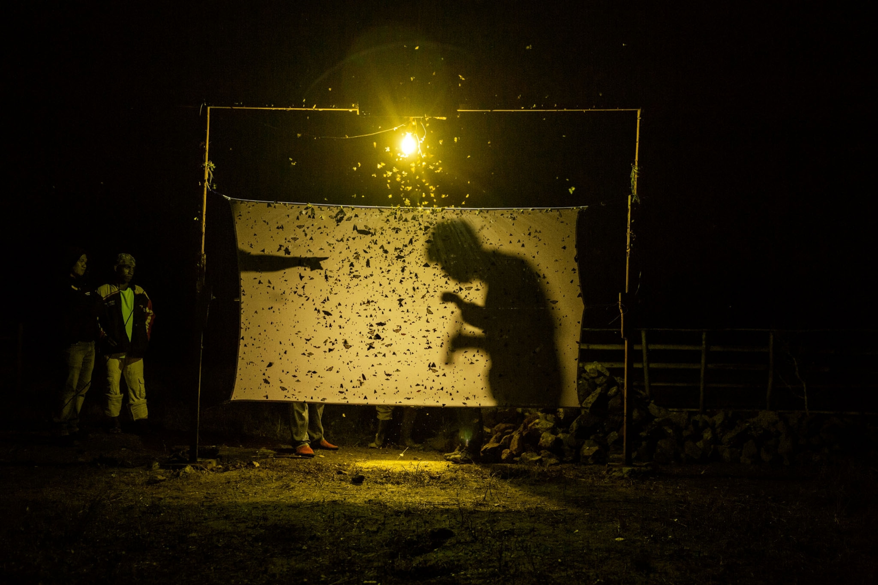 Inside the Murky World of Butterfly Catchers