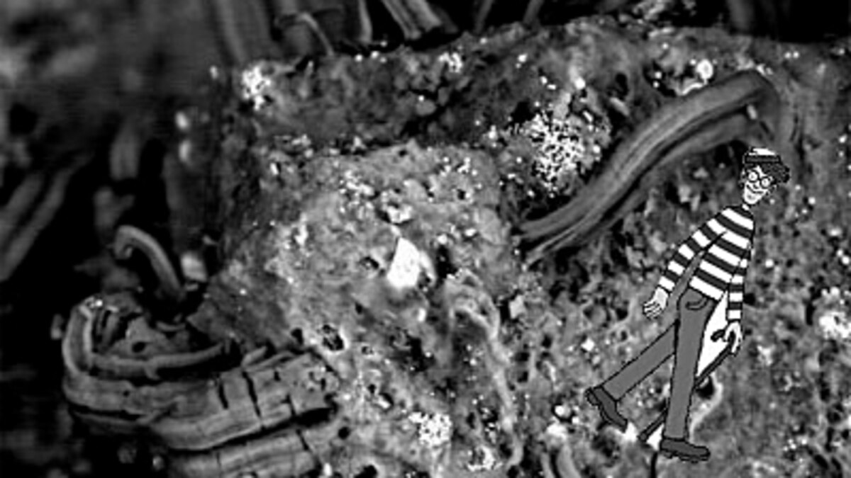 Incredible fossil found in meteorite | National Geographic