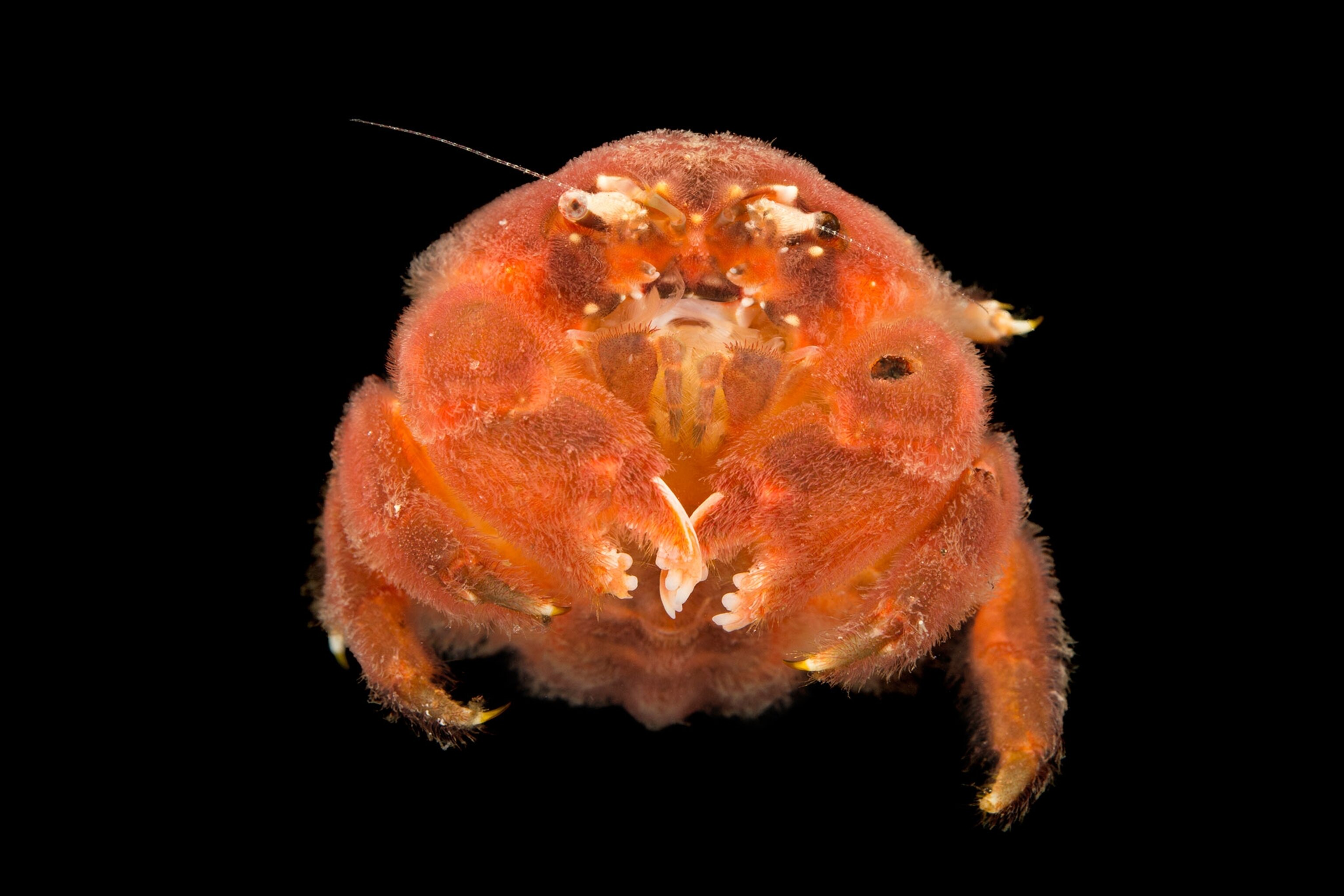 See Crabs That Decorate Themselves With Style