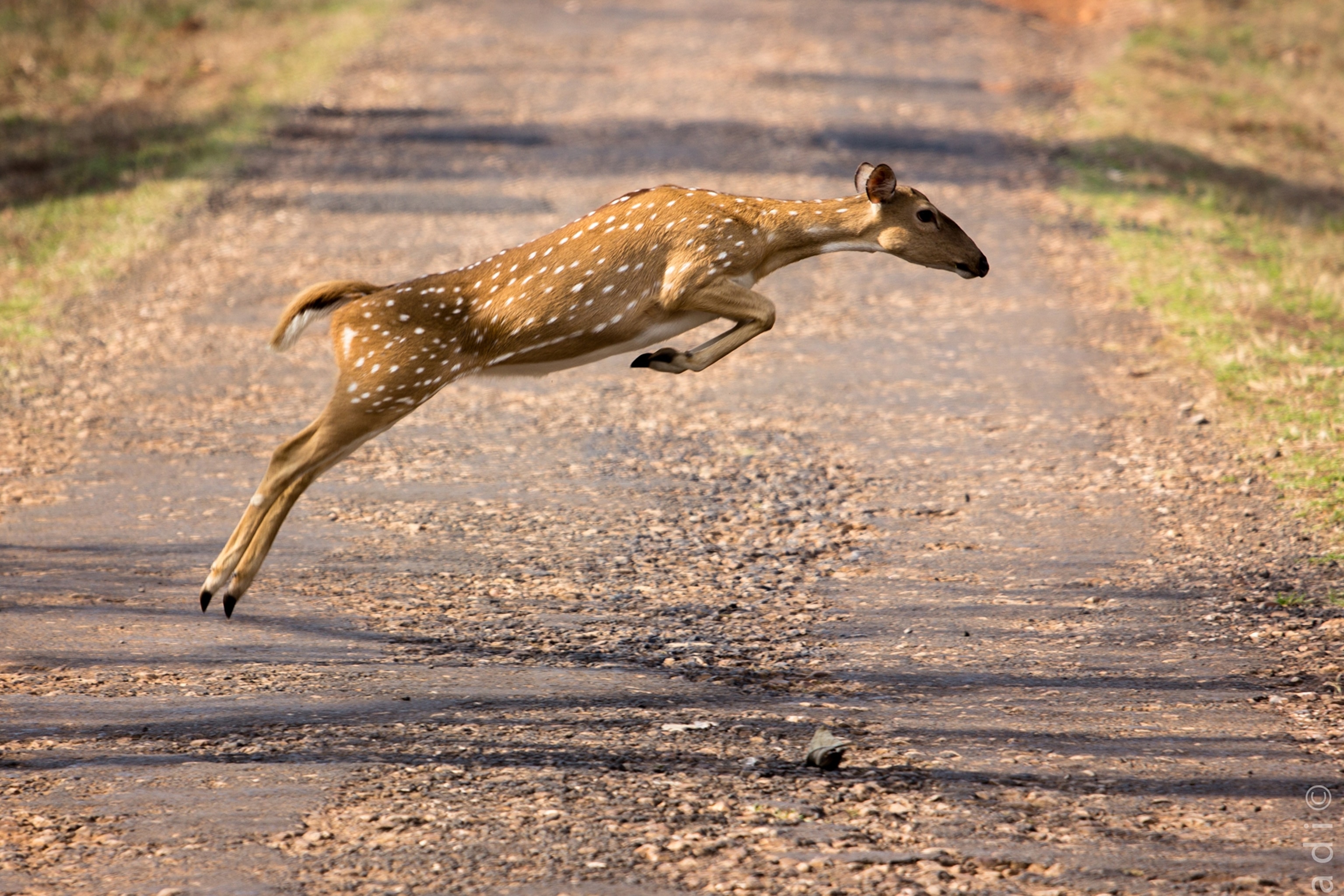 Take a Look at These Amazing Airborne Animals