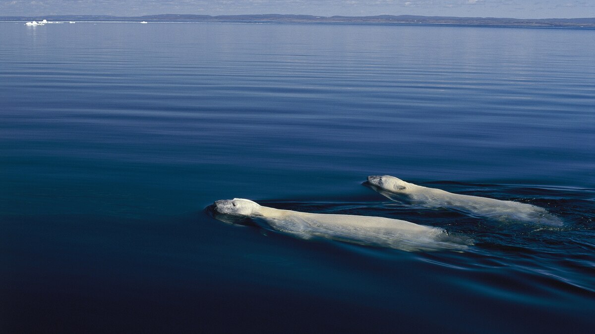 A Photographer Becomes A Godfather…To a Polar Bear | National Geographic