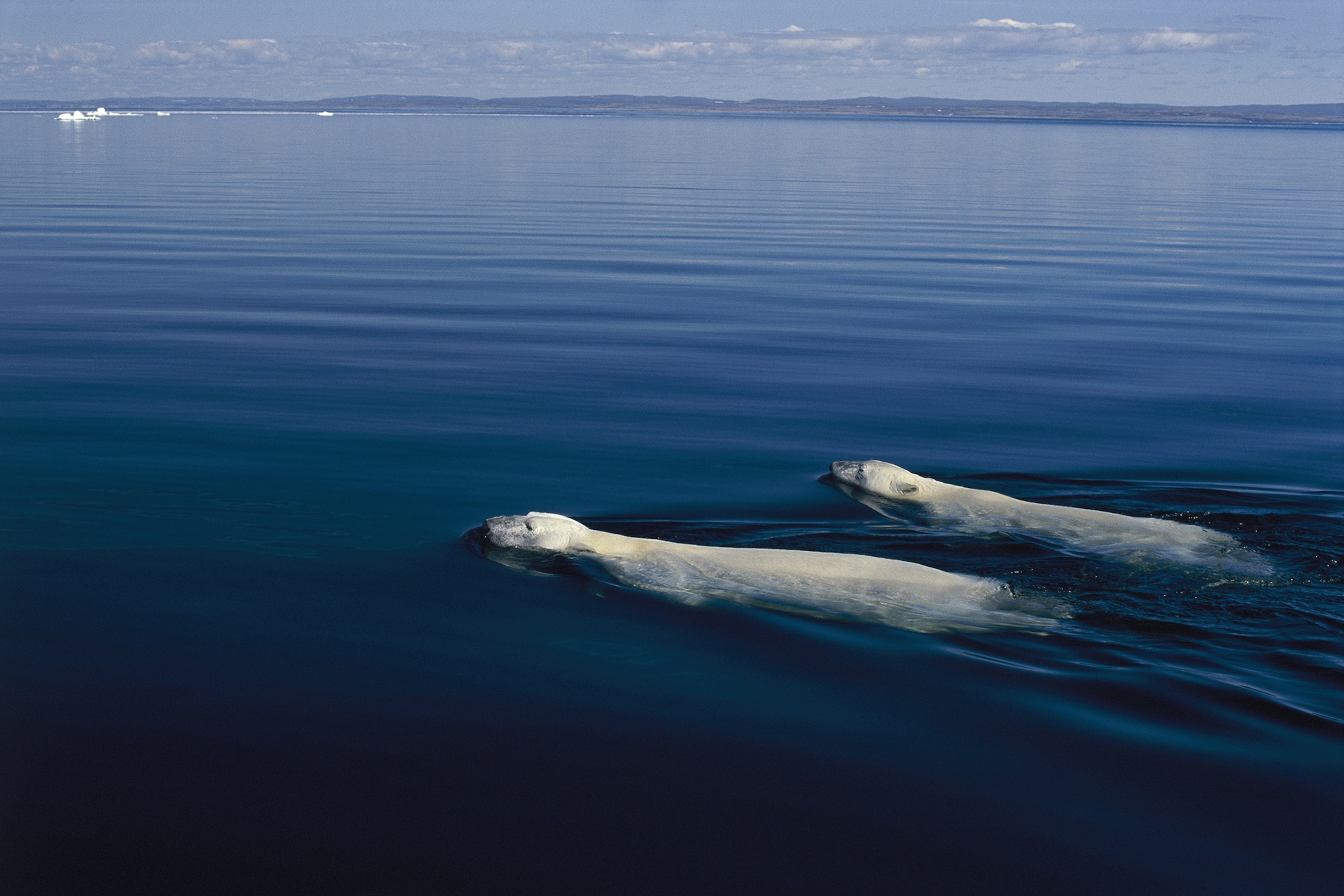 A Photographer Becomes A Godfather…To a Polar Bear