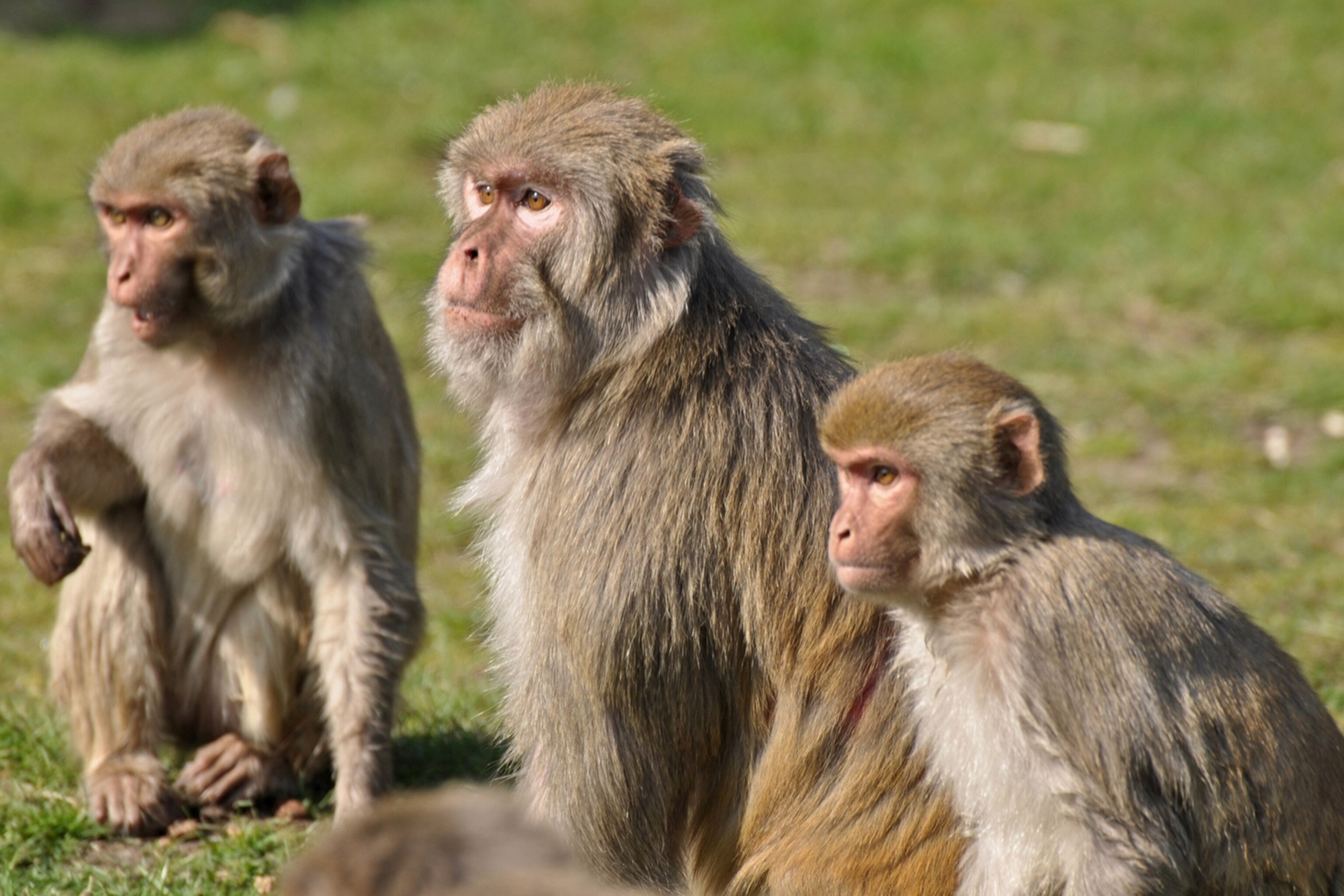 Generosity and the Social Brain, One Neuron at a Time