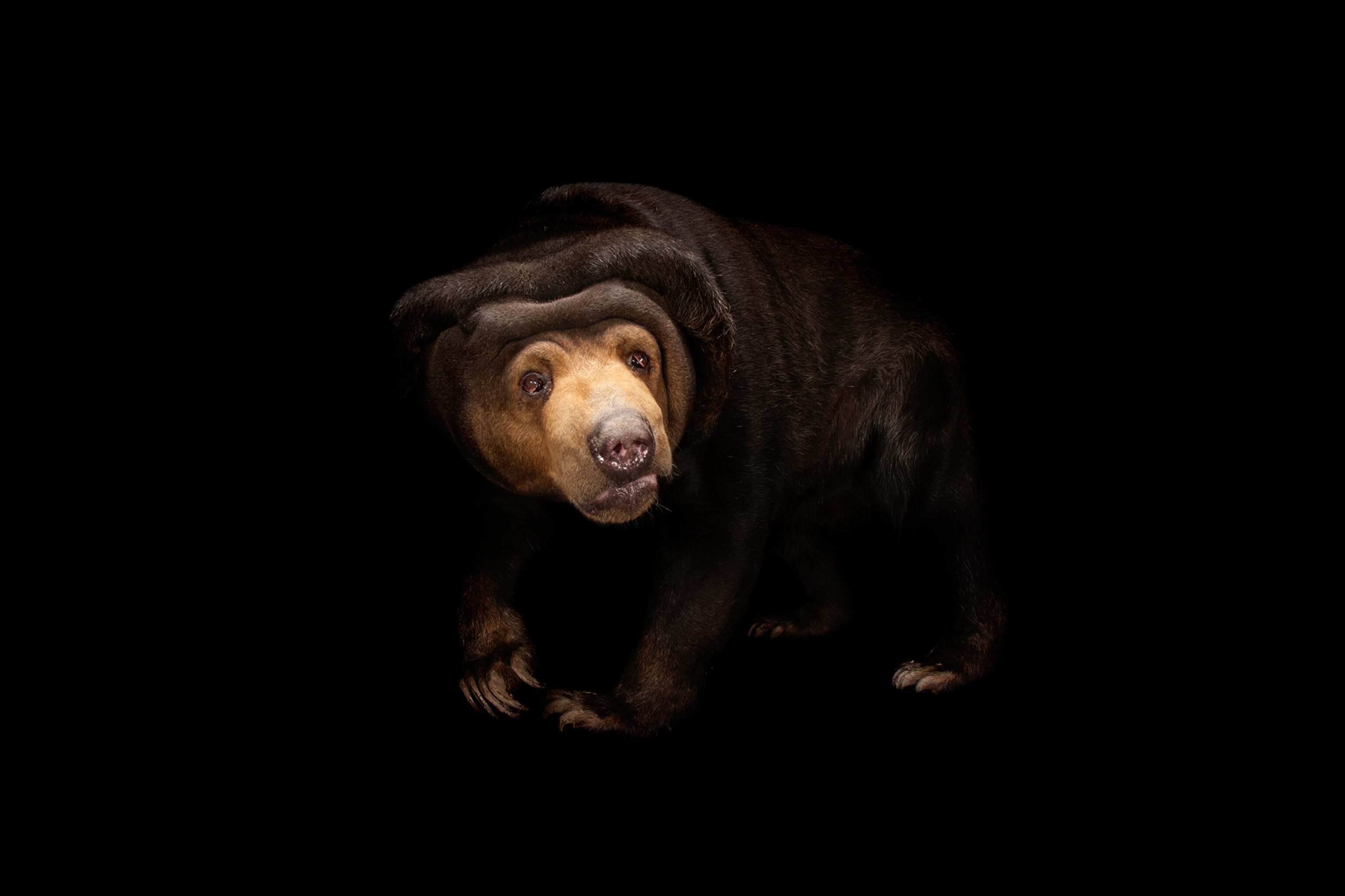 Sun bears mimic faces like humans and gorillas do