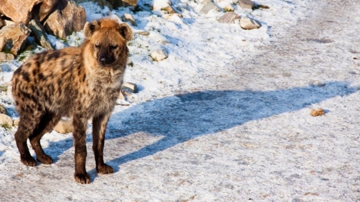 What Killed Europe’s Hyenas? | National Geographic