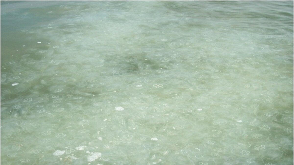Jellyfish shift ocean food webs by feeding bacteria with mucus and ...