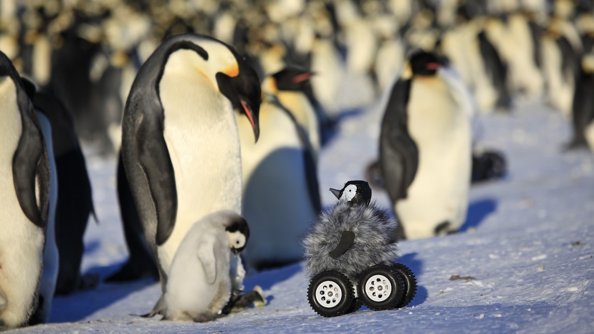 Remote-Control Penguin Rovers Fool Birds, Boost Science | National ...