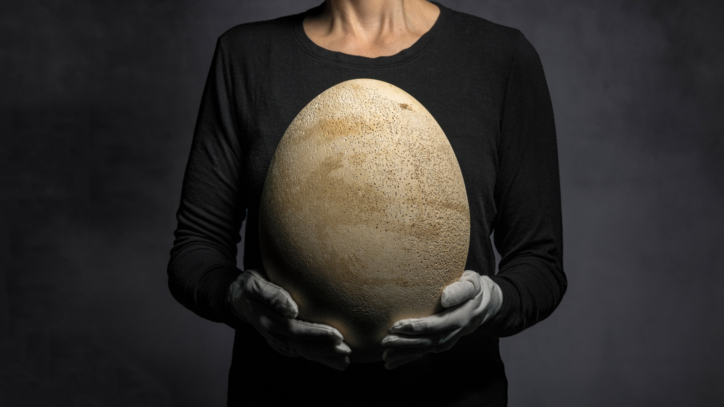 Elephant Bird Egg Size Egg Size Comparison To Scale: Extinct Elephant