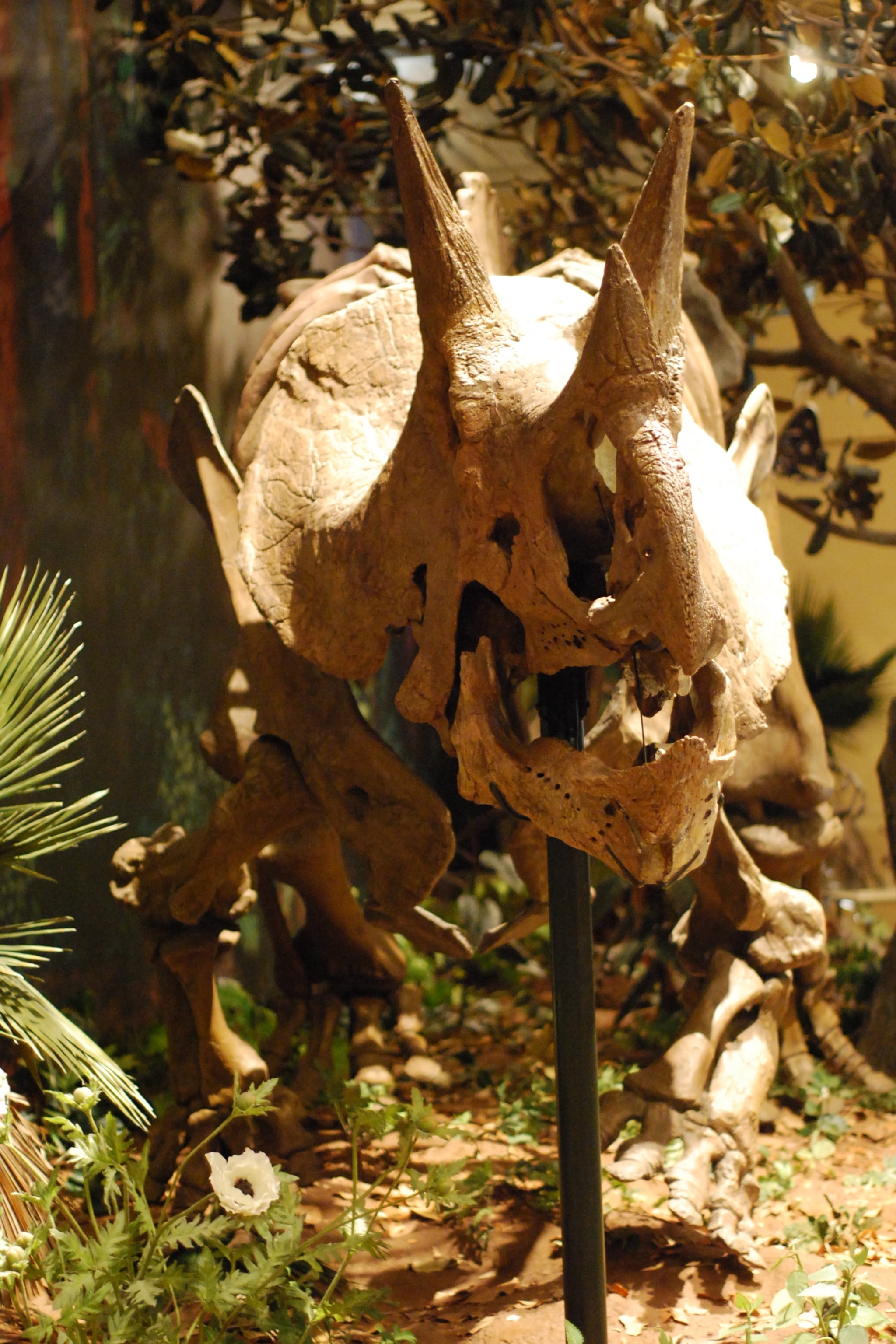 Reconstructing Dinosaur Duels