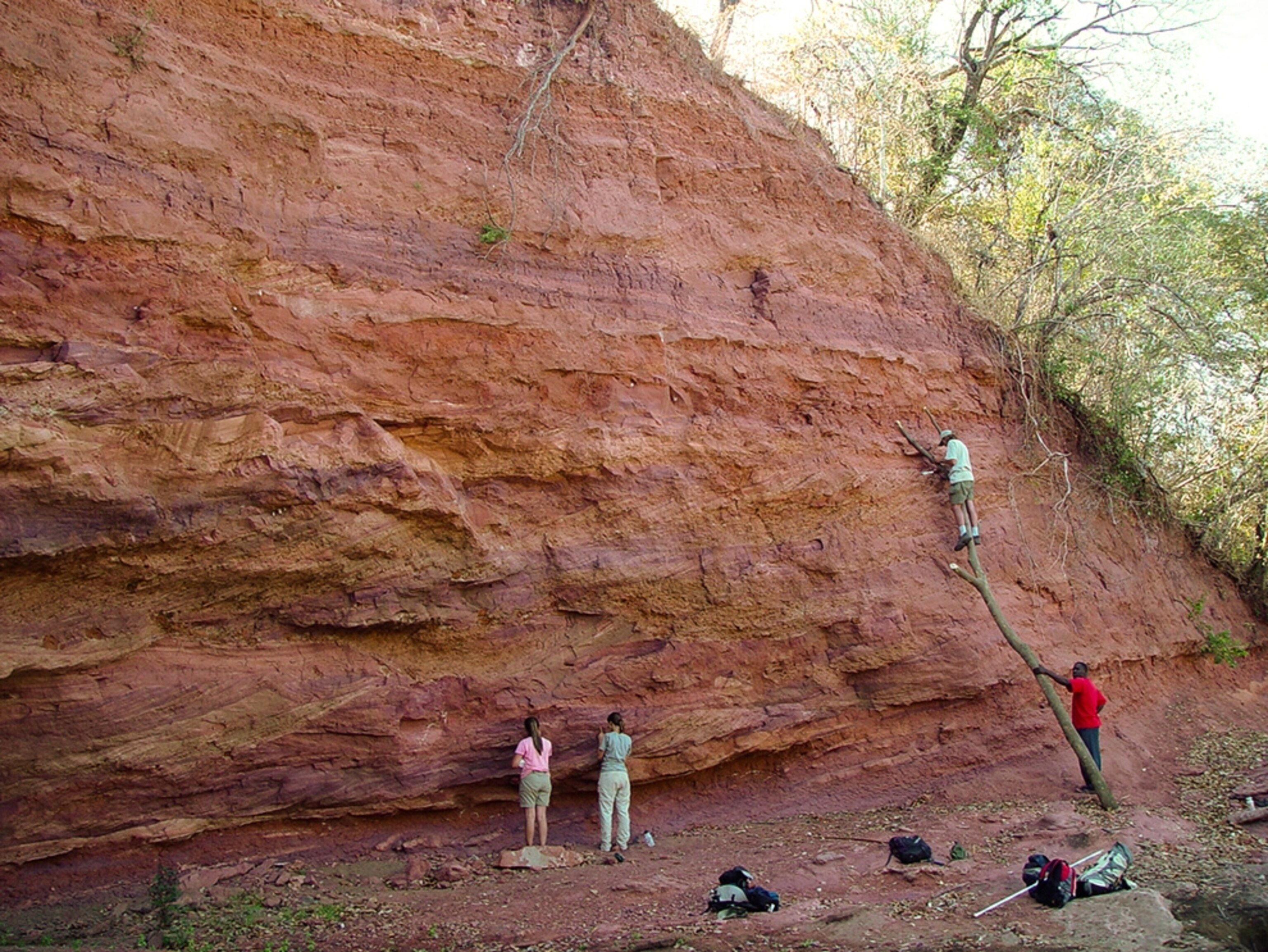 Pictures: Ancient "Cat Crocodile" Discovered