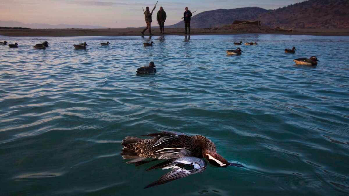 Writer Who Exposed Songbird Slaughter Applauds Albania's Hunting Ban ...