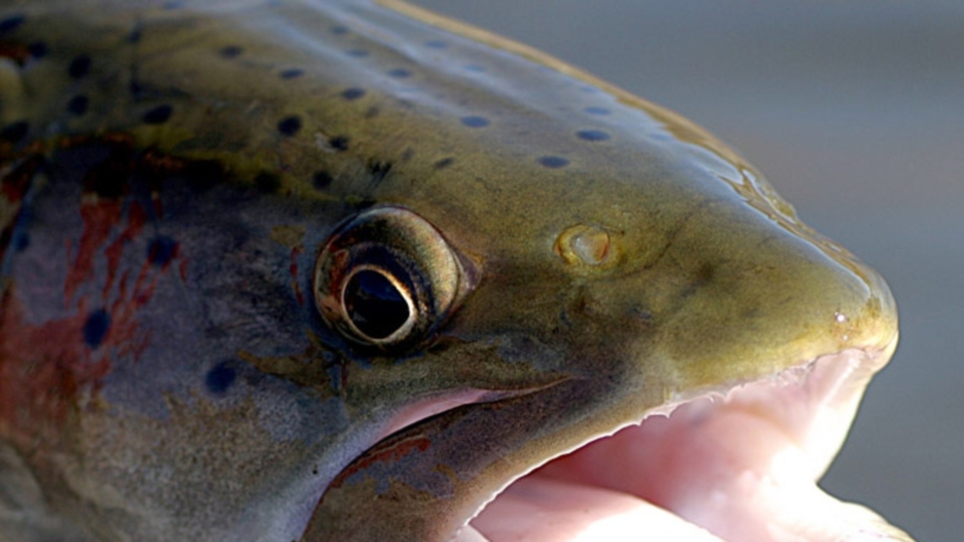 River Monsters Demon Fish