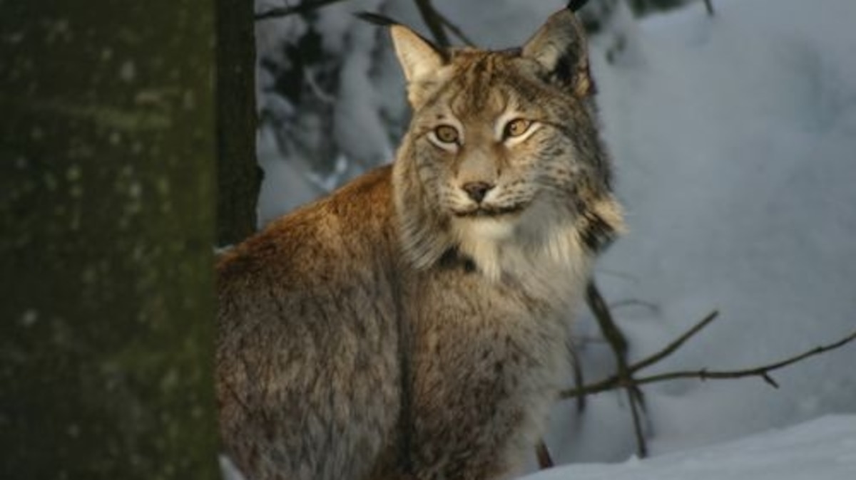 Best New Trips in the World: Tracking Wildlife in Slovakia | National ...