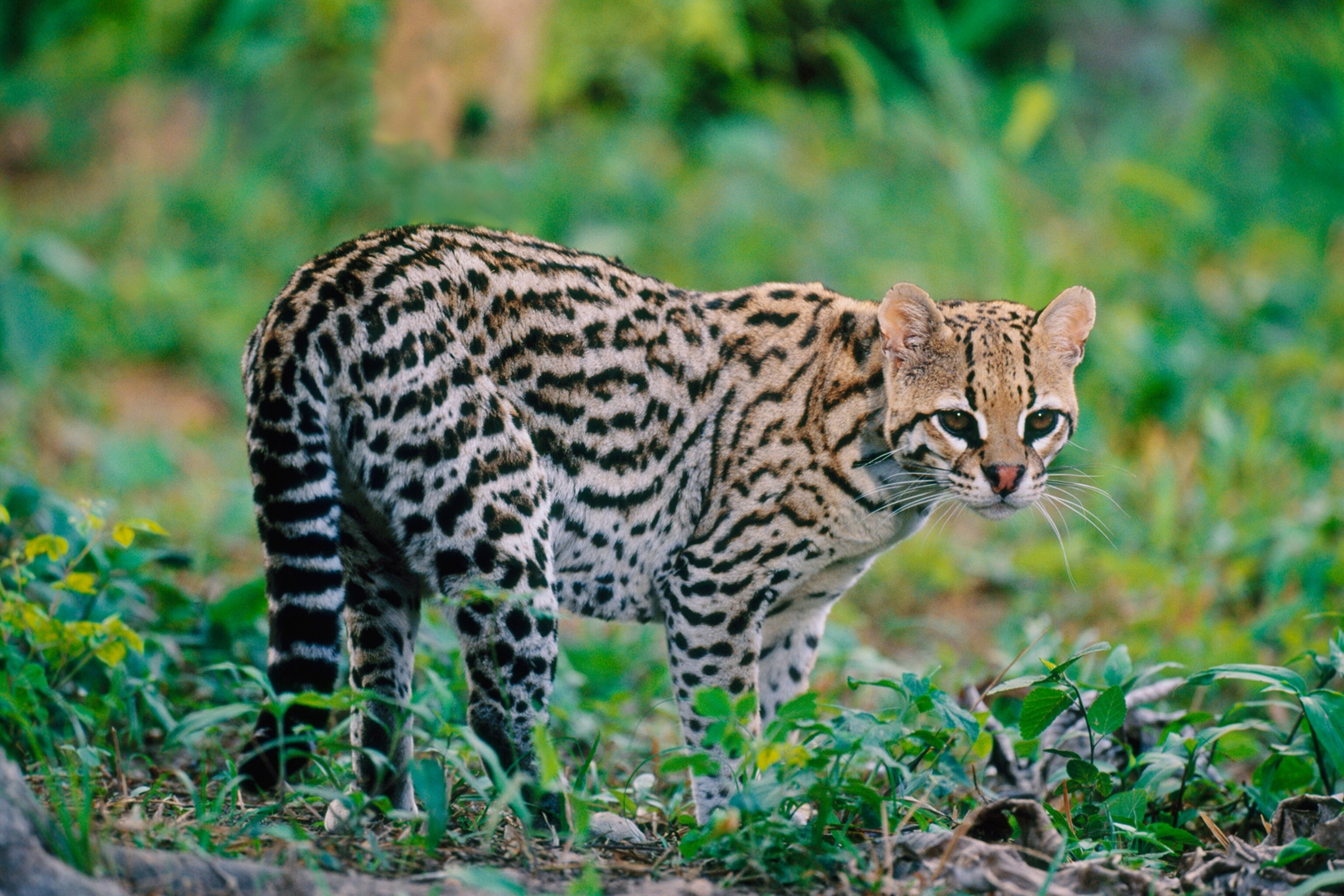 Crime Blotter: Dwarf Leopards, Parakeets, and More