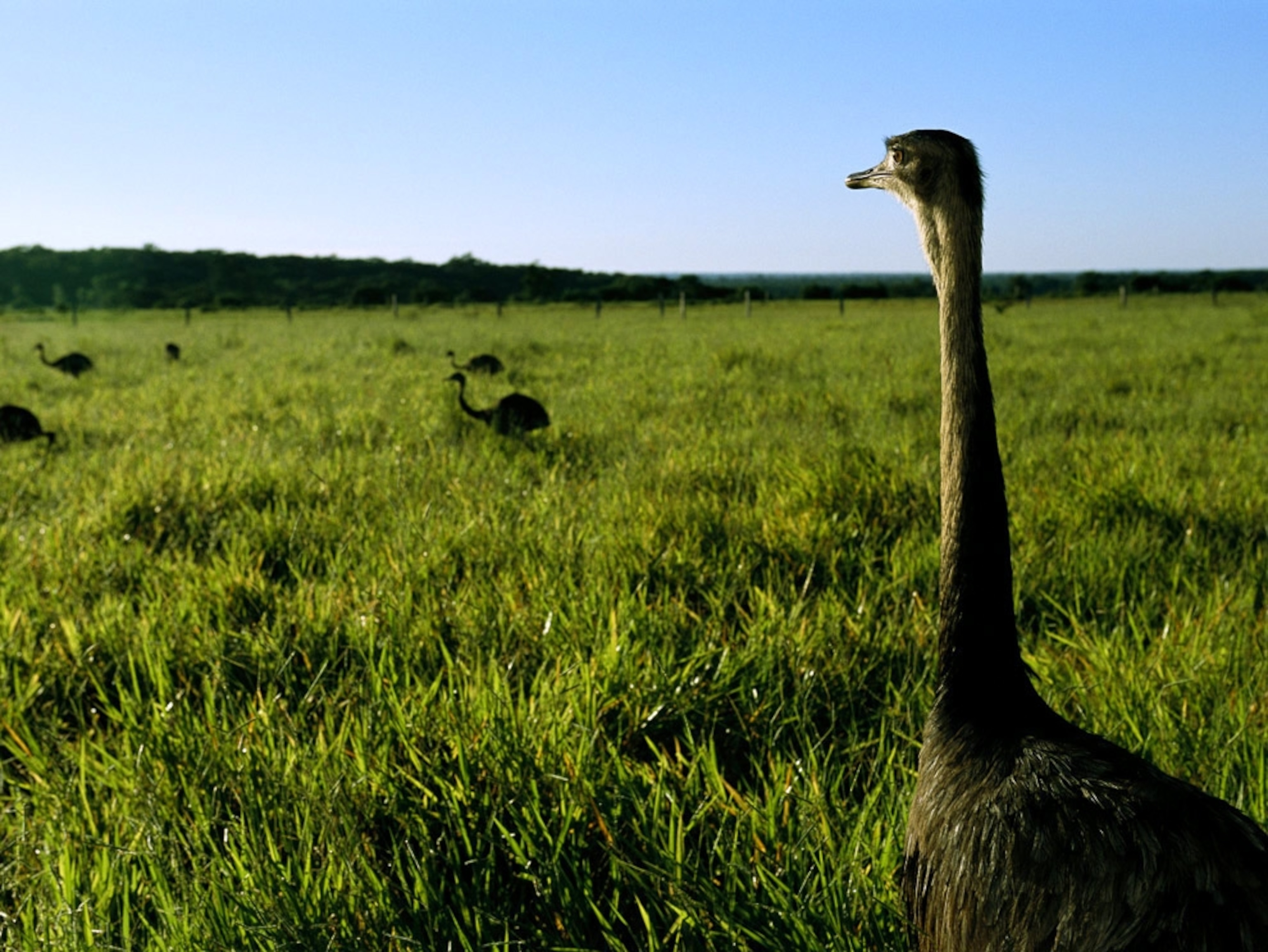 Grasslands—facts and information