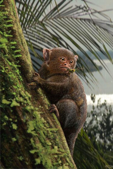 The unlikely survival of ancient monkeys, swept across the Atlantic Ocean