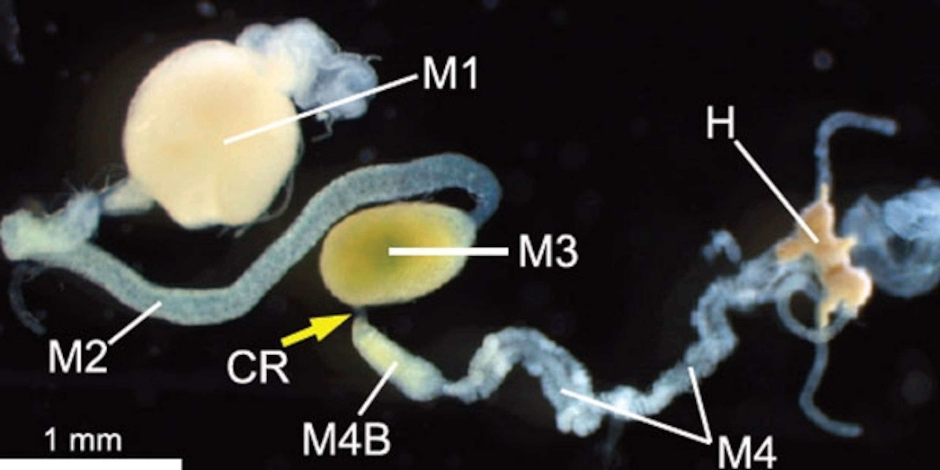 Bug Stops Food Halfway Down Its Gut to Make Room for Microbes