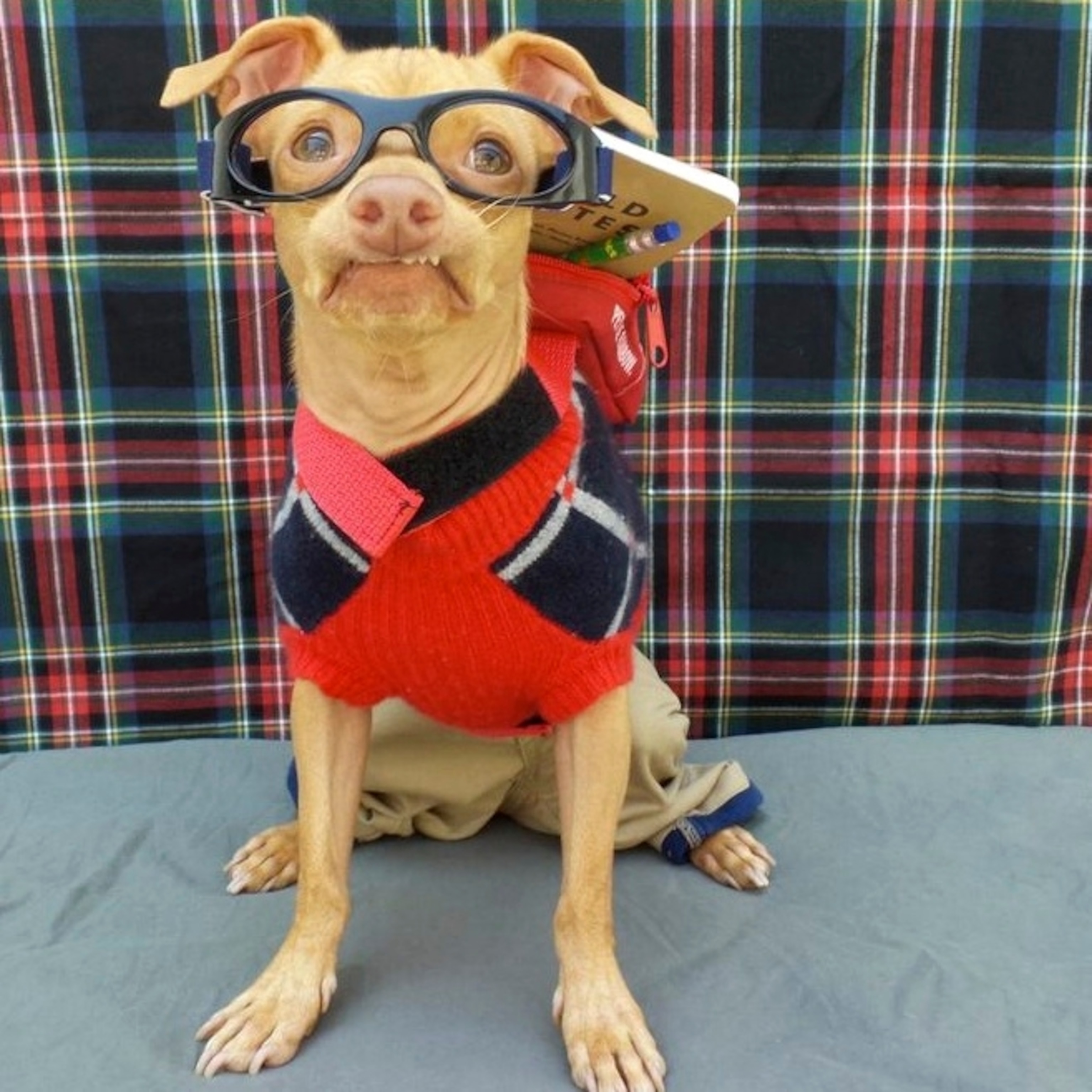 Pictures From Our Favorite Pet Instagram Accounts