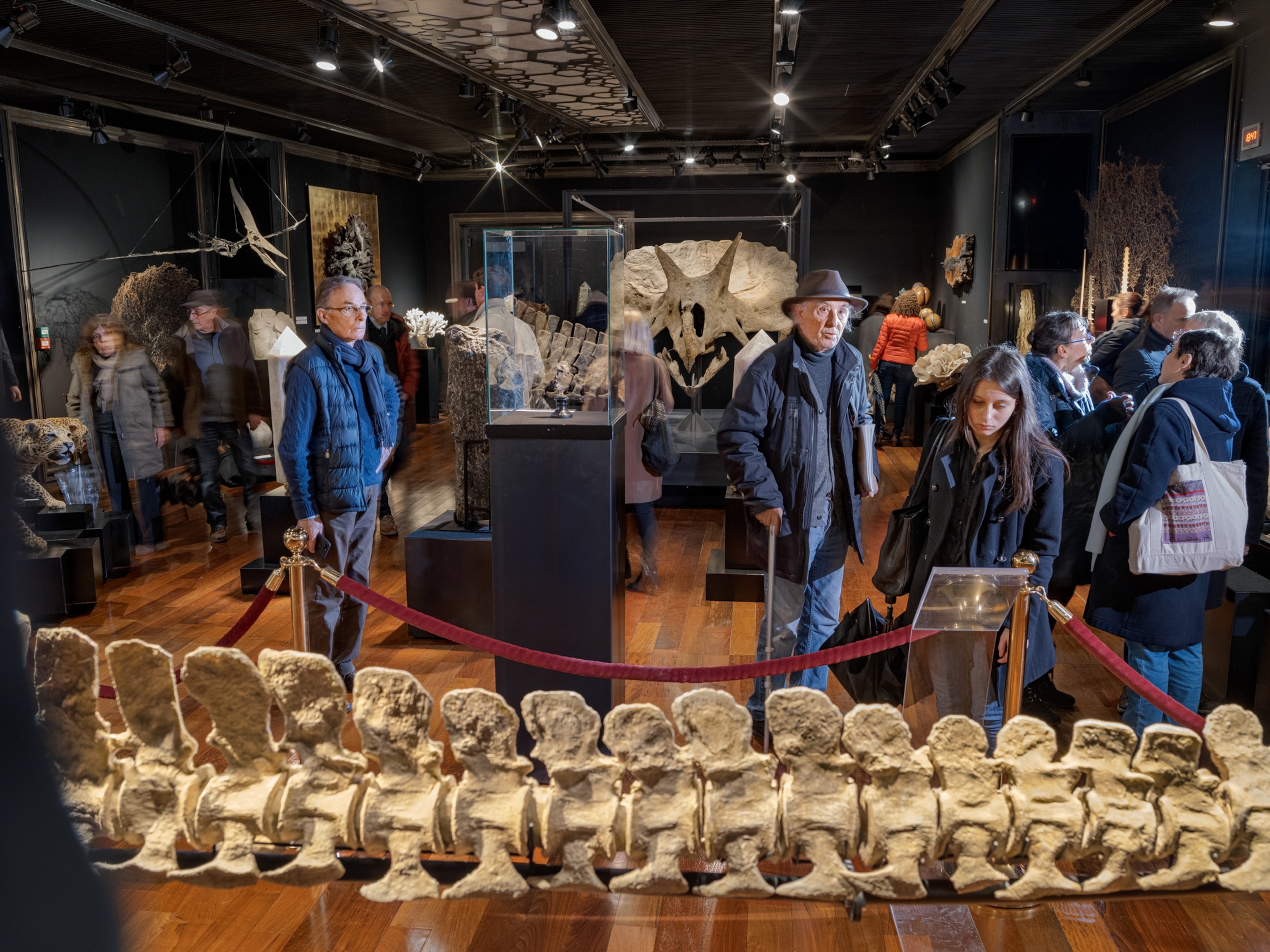 Dinosaur fossils are turning up in homes and offices of wealthy collectors