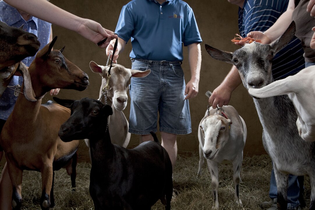 Early Domesticated Animals