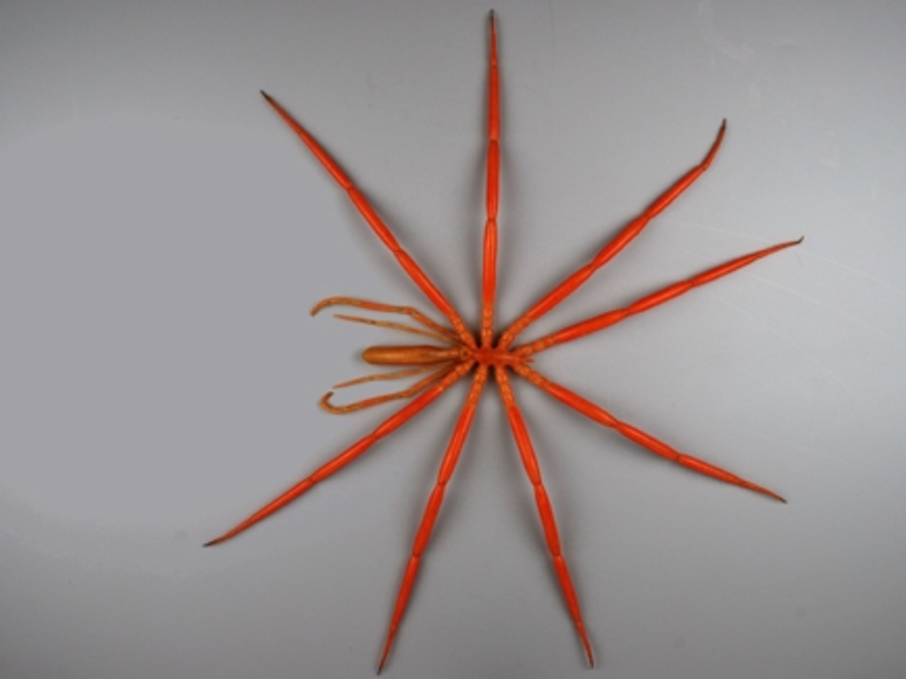 Giant, Unknown Animals Found off Antarctica