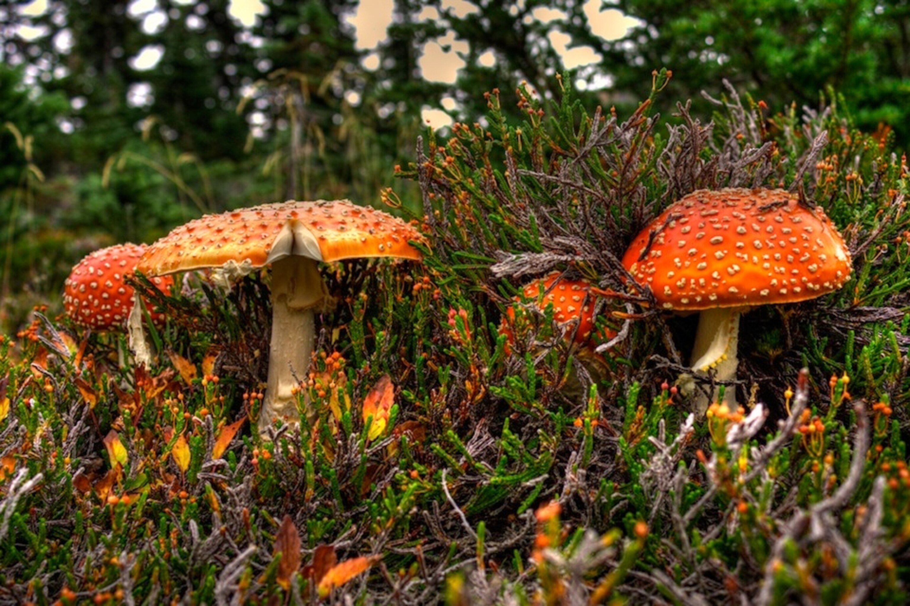 The Talented Mushroom