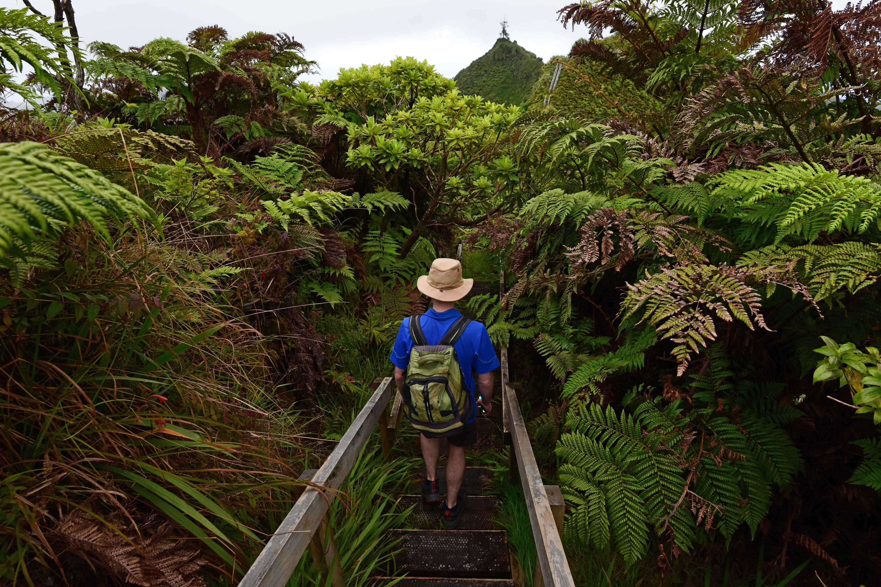 Close-up marine encounters and rare birdlife: why St Helena is a ...