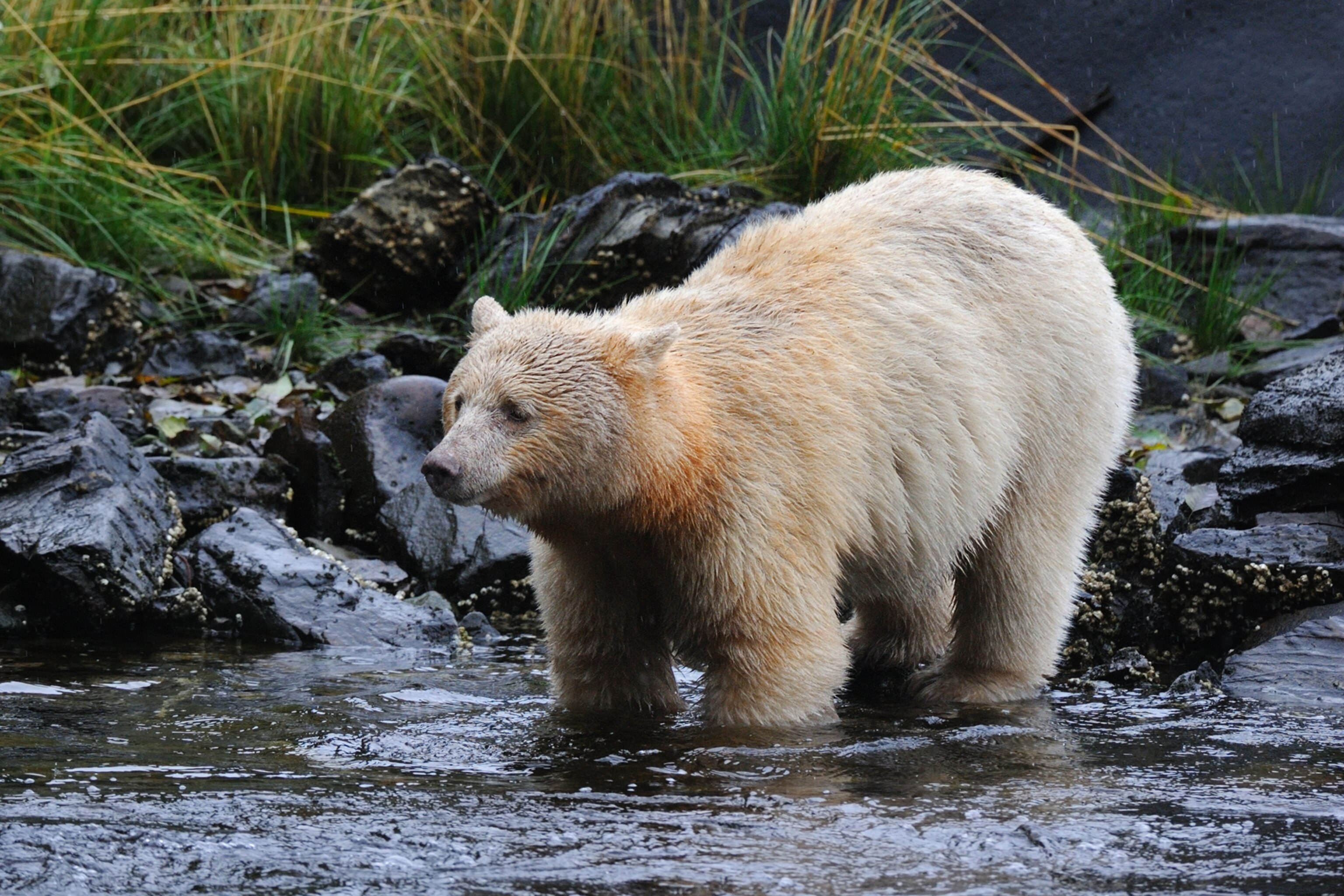 4 of Canada's best wildlife-watching trips, from spirit bears to cloud ...